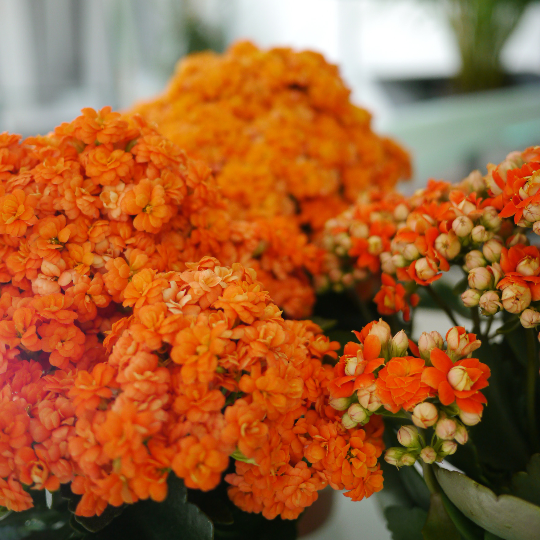 Kalanchoe con flores naranjas : venta Kalanchoe con flores naranjas ...