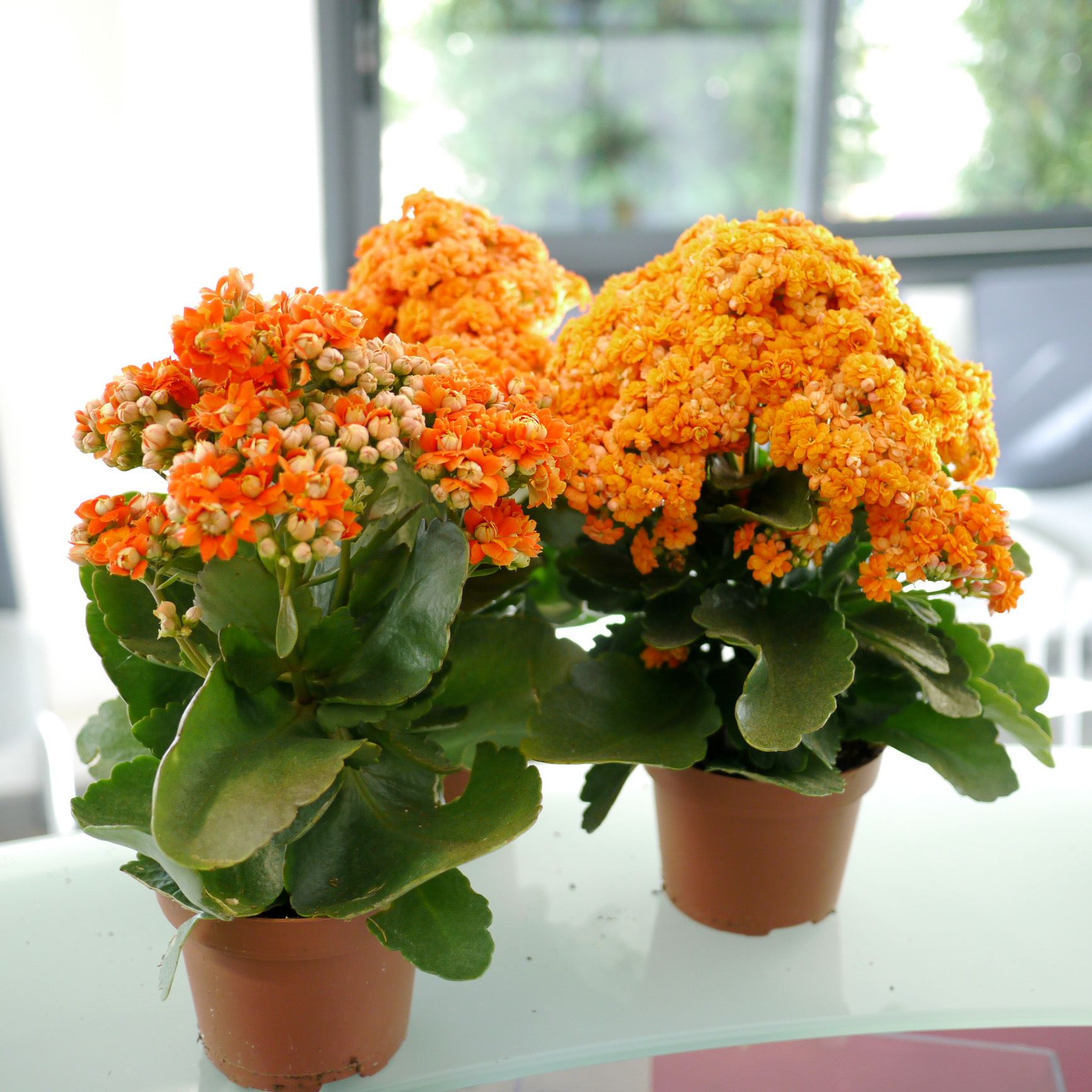Kalanchoe con flores naranjas : venta Kalanchoe con flores naranjas ...