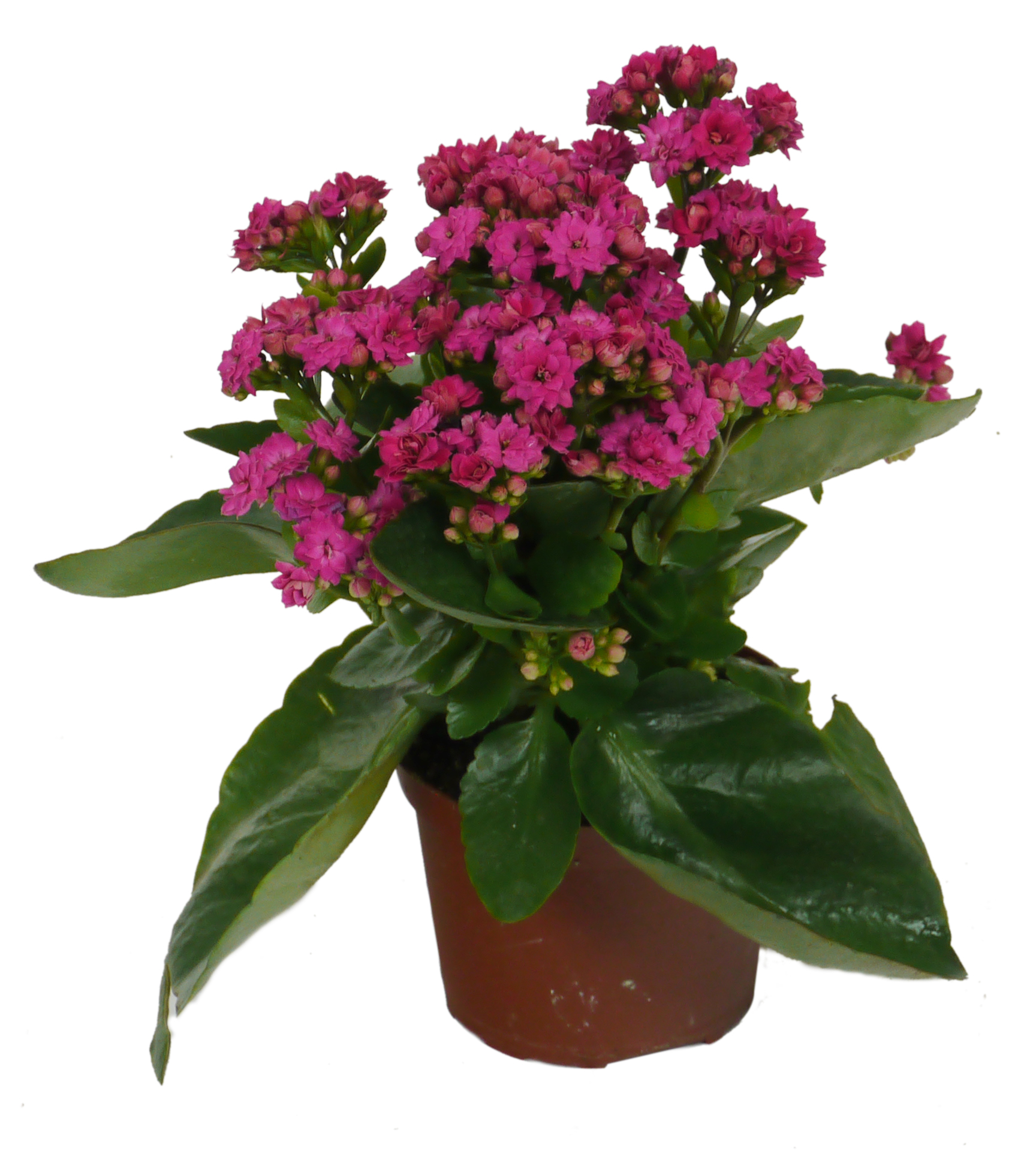 Kalanchoe con flores rosas : venta Kalanchoe con flores rosas ...