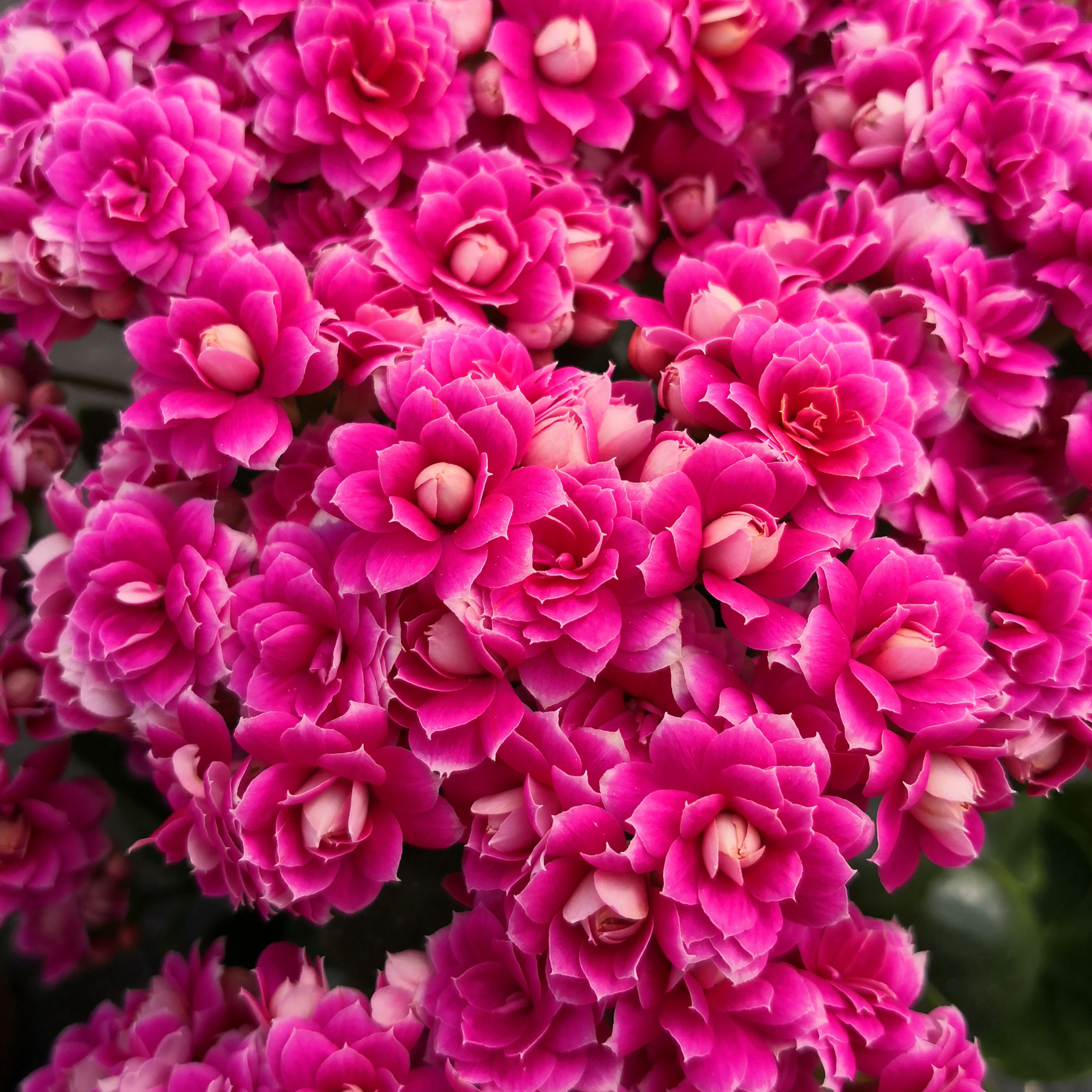 Kalanchoe con flores rosas : venta Kalanchoe con flores rosas ...
