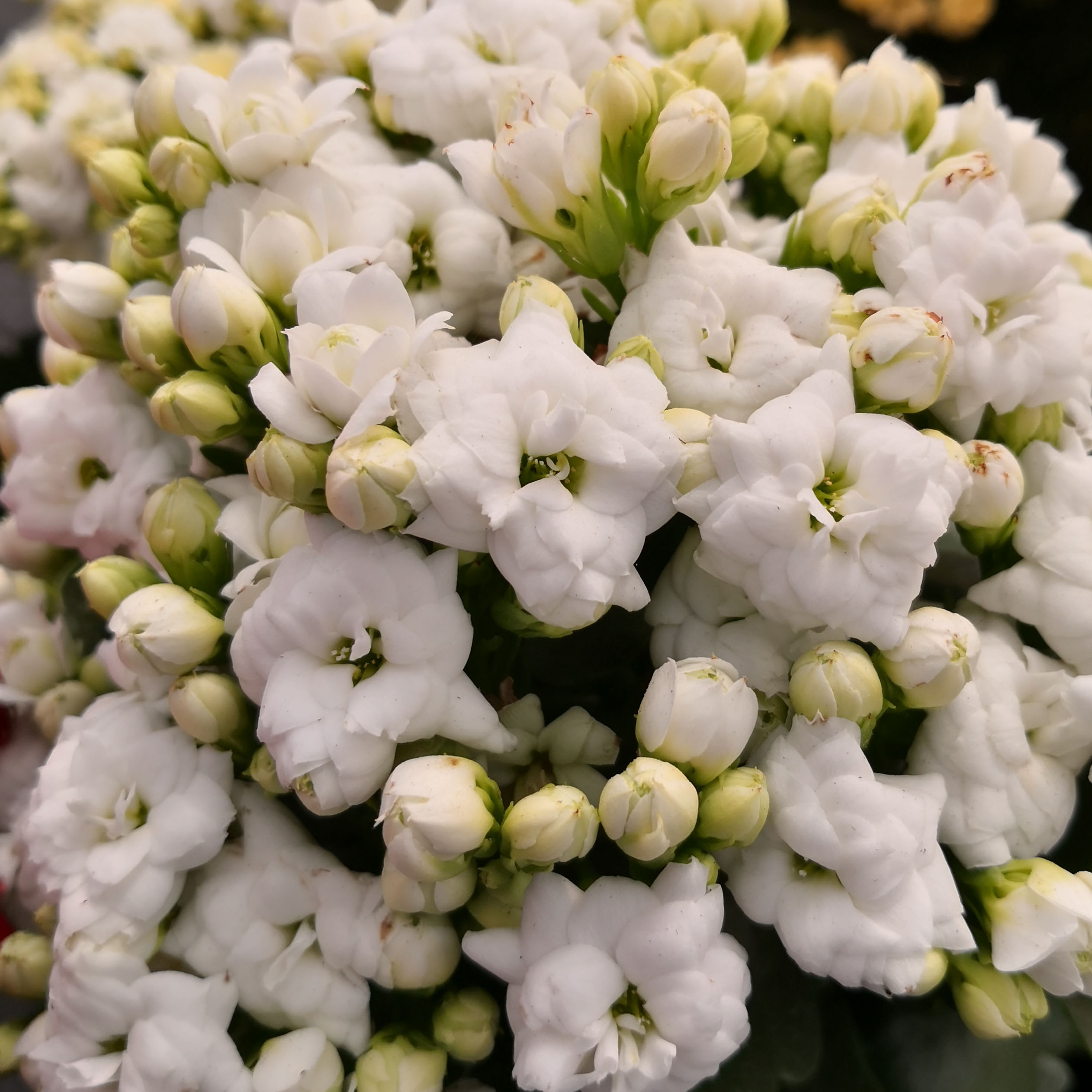 Kalanchoe con flores blancas : venta Kalanchoe con flores blancas ...