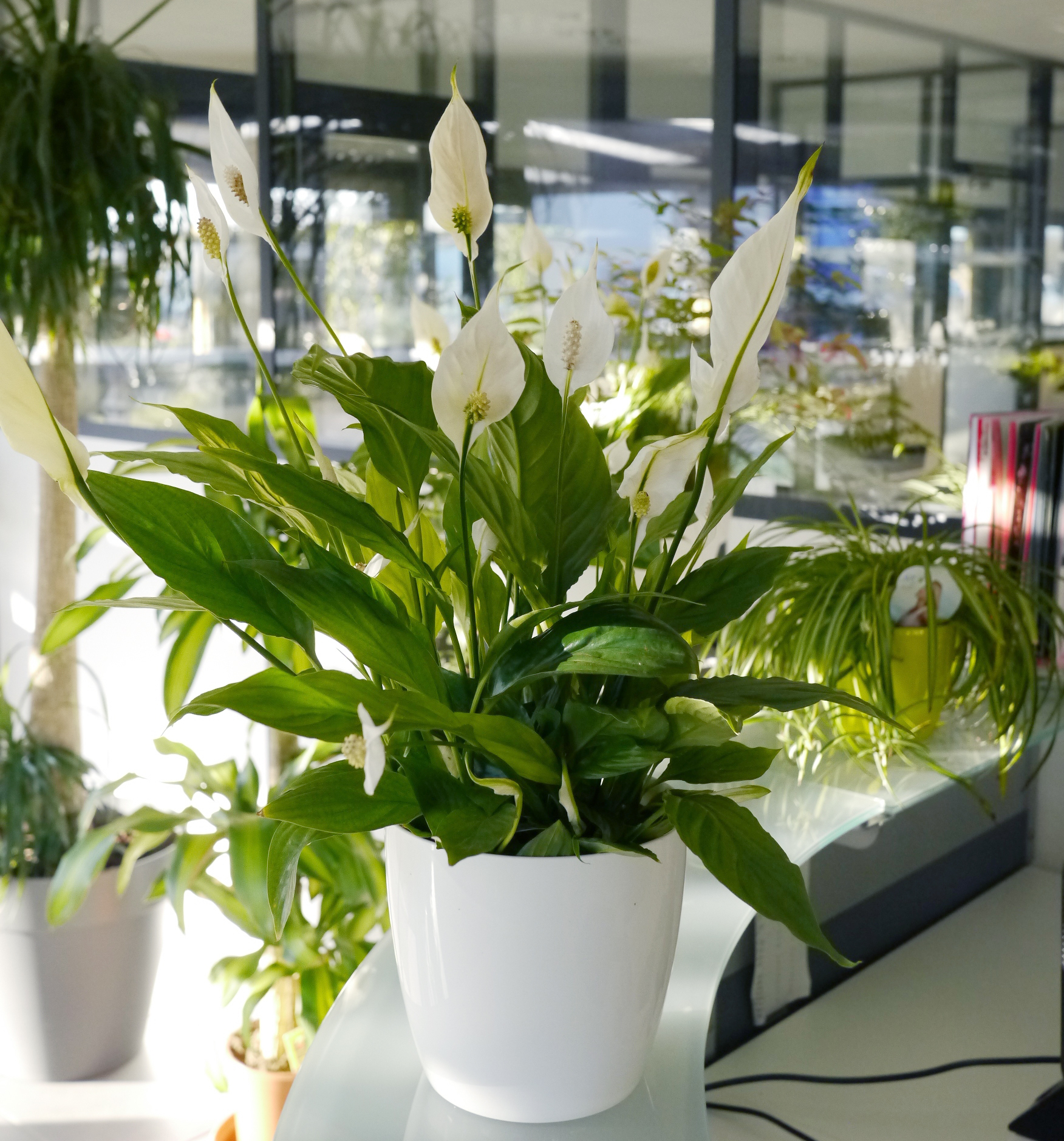 Spathiphyllum, Espatifilo Cuna de Moisés : venta Spathiphyllum ...