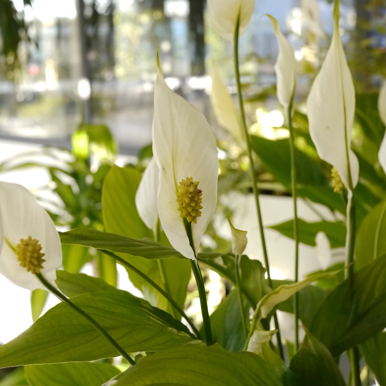 Spathiphyllum, Espatifilo Cuna de Moisés : venta Spathiphyllum ...