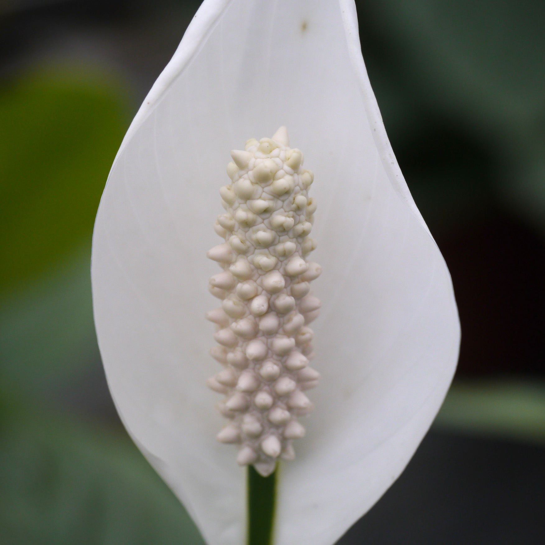 Spathiphyllum, Espatifilo Cuna de Moisés : venta Spathiphyllum ...
