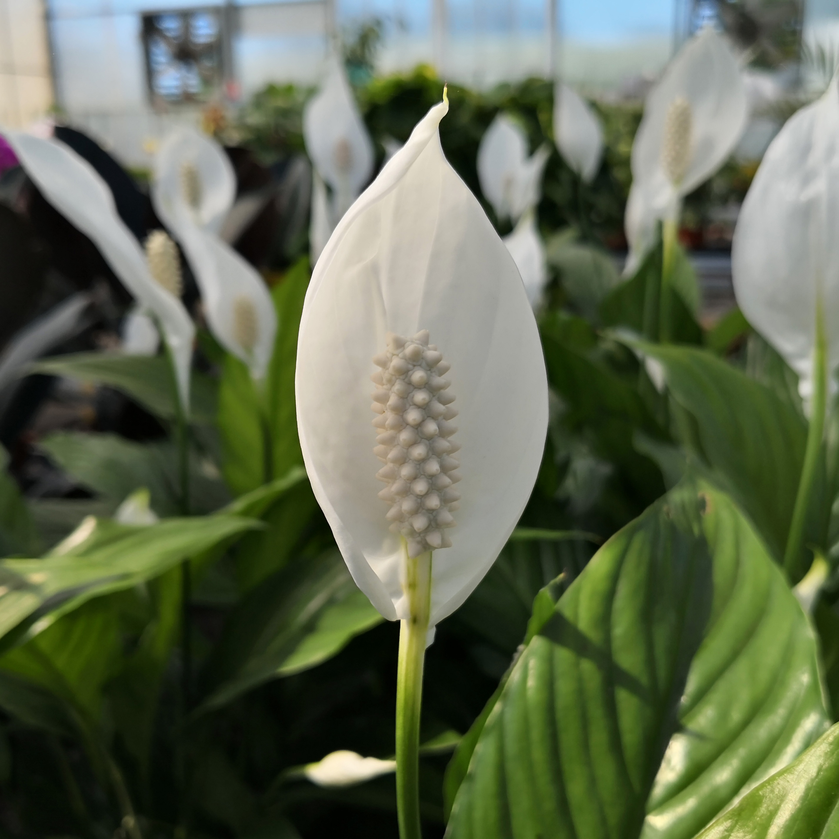 Spathiphyllum, Espatifilo Cuna de Moisés : venta Spathiphyllum ...