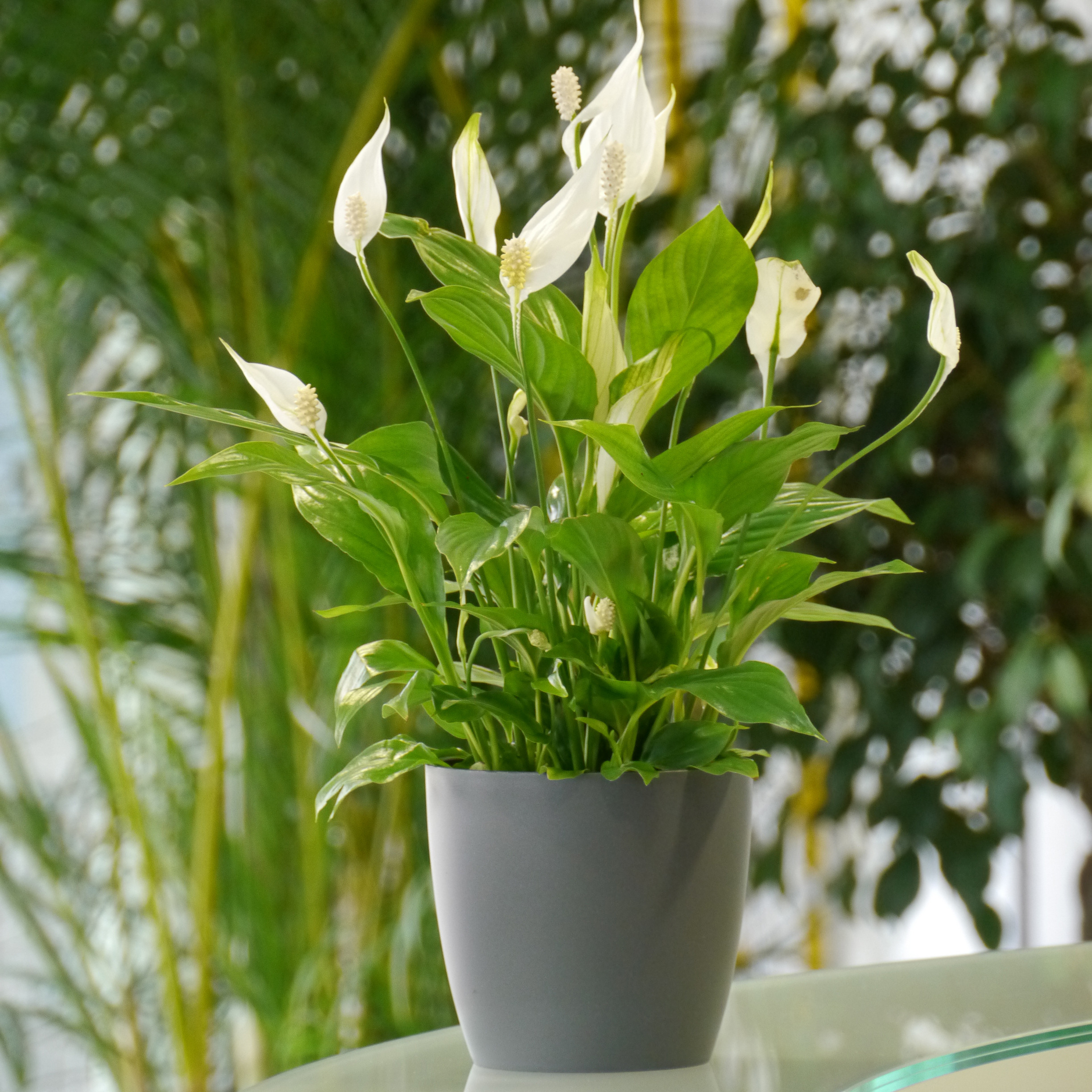 Spathiphyllum, Espatifilo Cuna de Moisés : venta Spathiphyllum ...