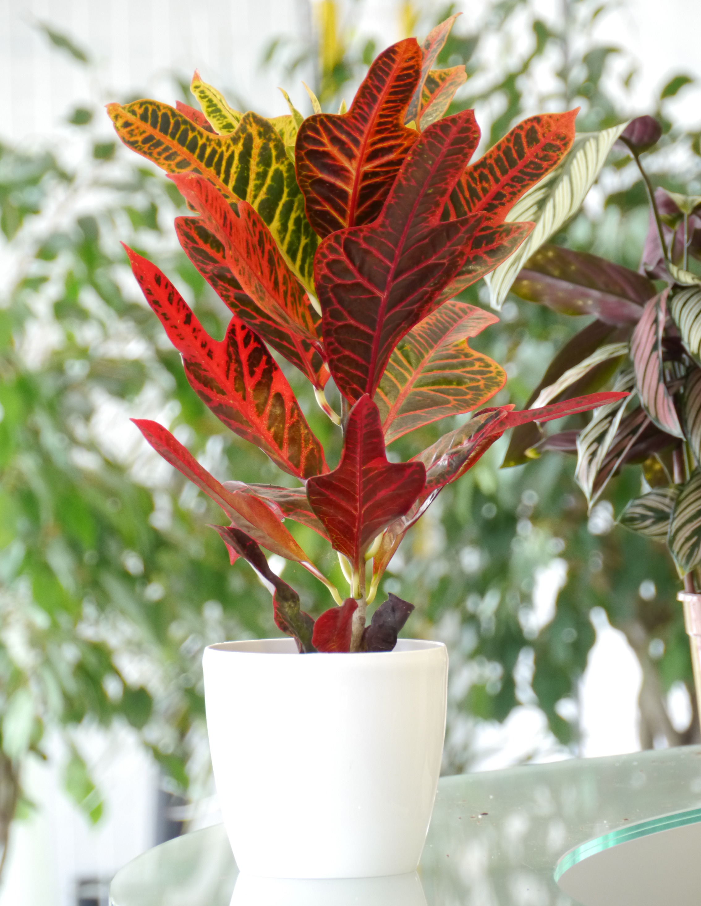 Crotón : venta Crotón / Codiaeum variegatum