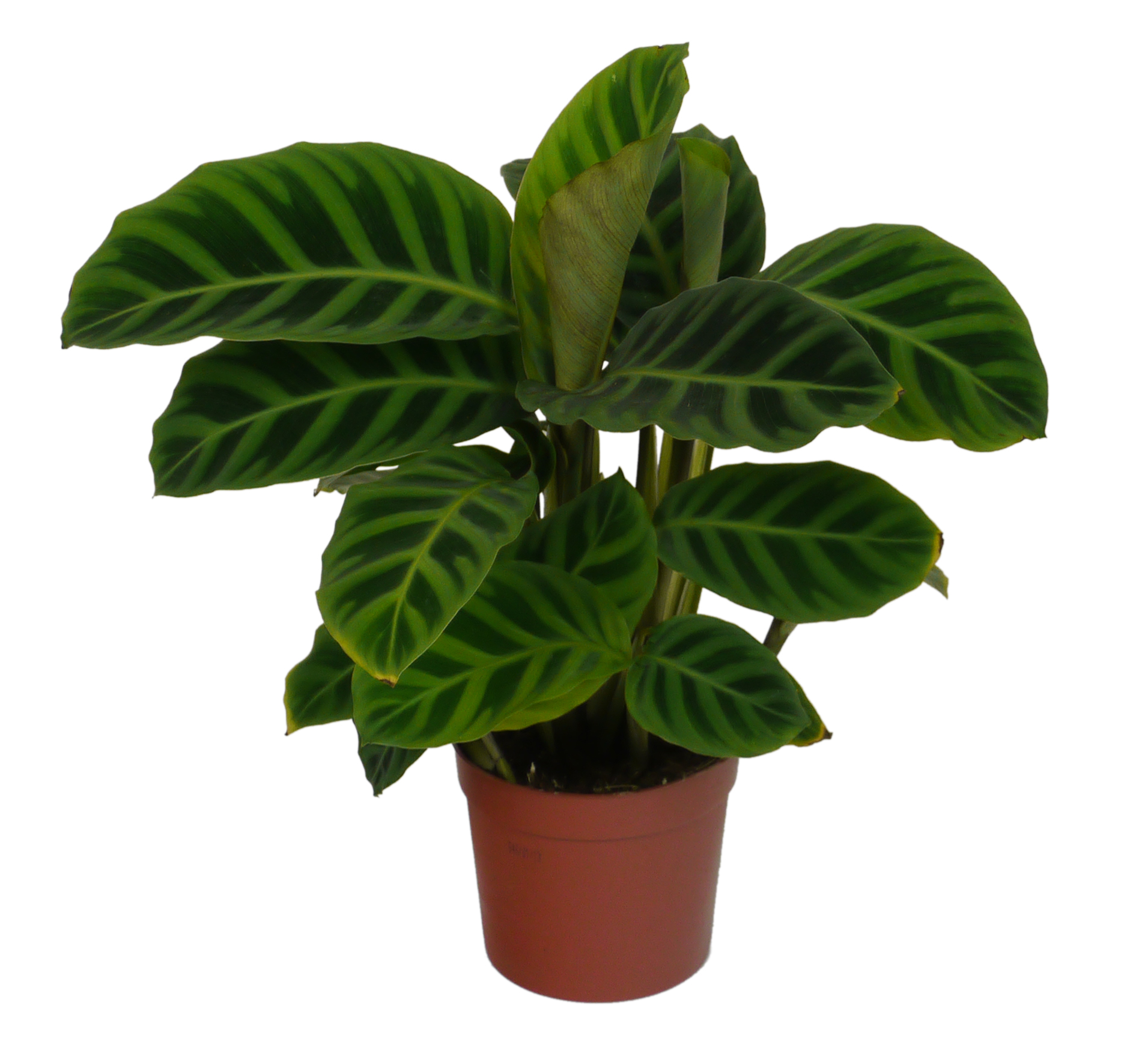 Calathea, follaje de cebra : venta Calathea, follaje de cebra / Calathea Z
