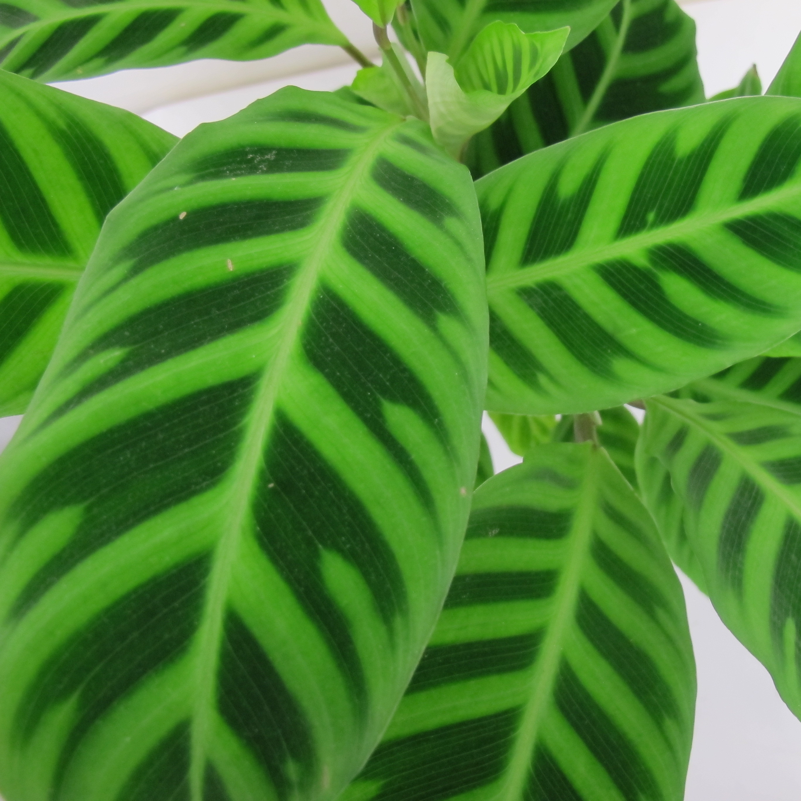 Calathea, follaje de cebra : venta Calathea, follaje de cebra / Calathea Z