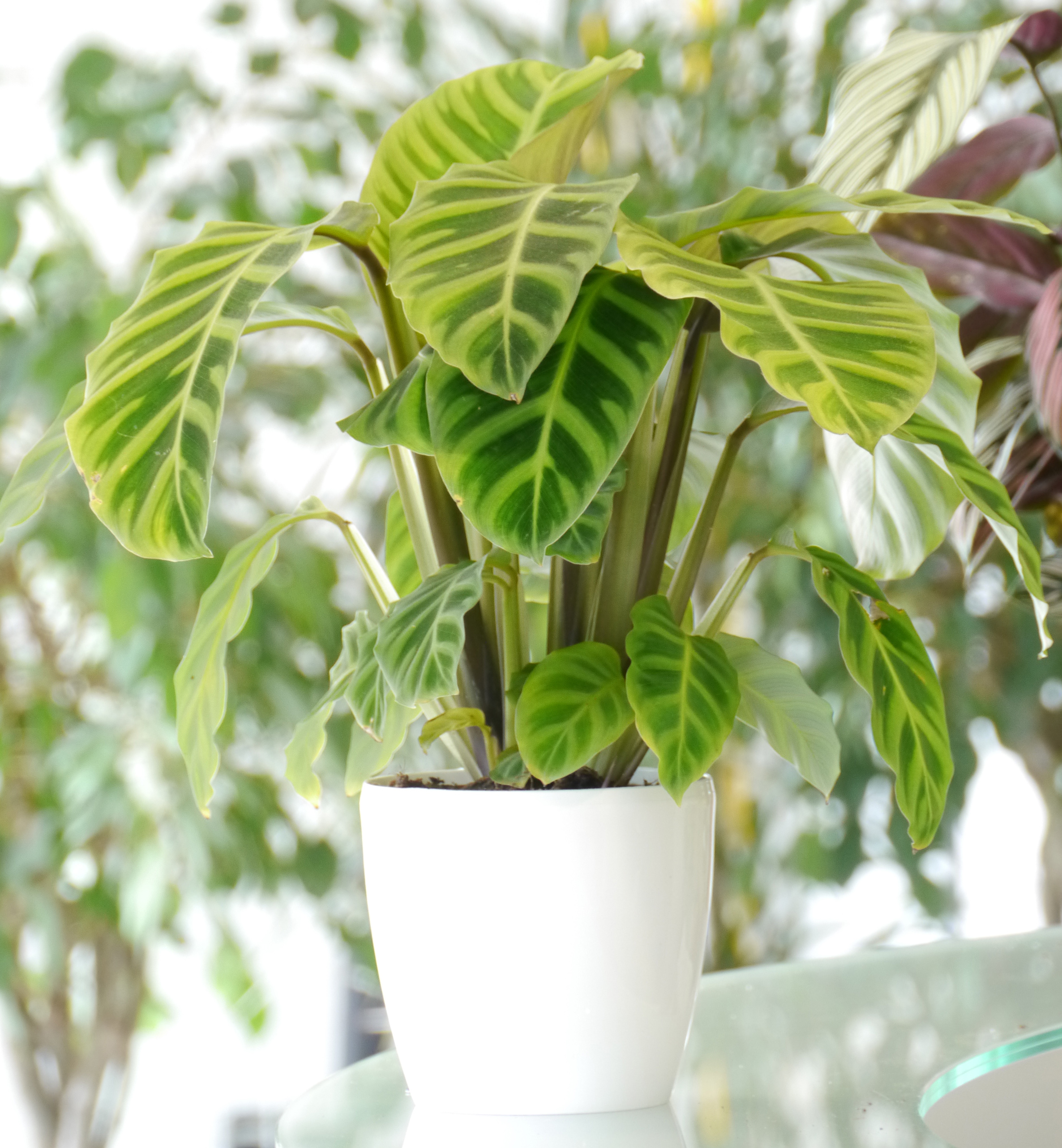 Calathea, follaje de cebra : venta Calathea, follaje de cebra / Calathea Z