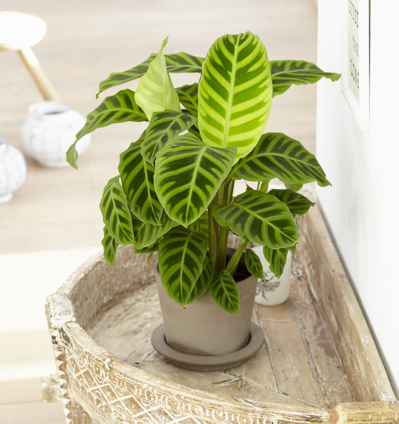 Calathea, follaje de cebra : venta Calathea, follaje de cebra / Calathea Z
