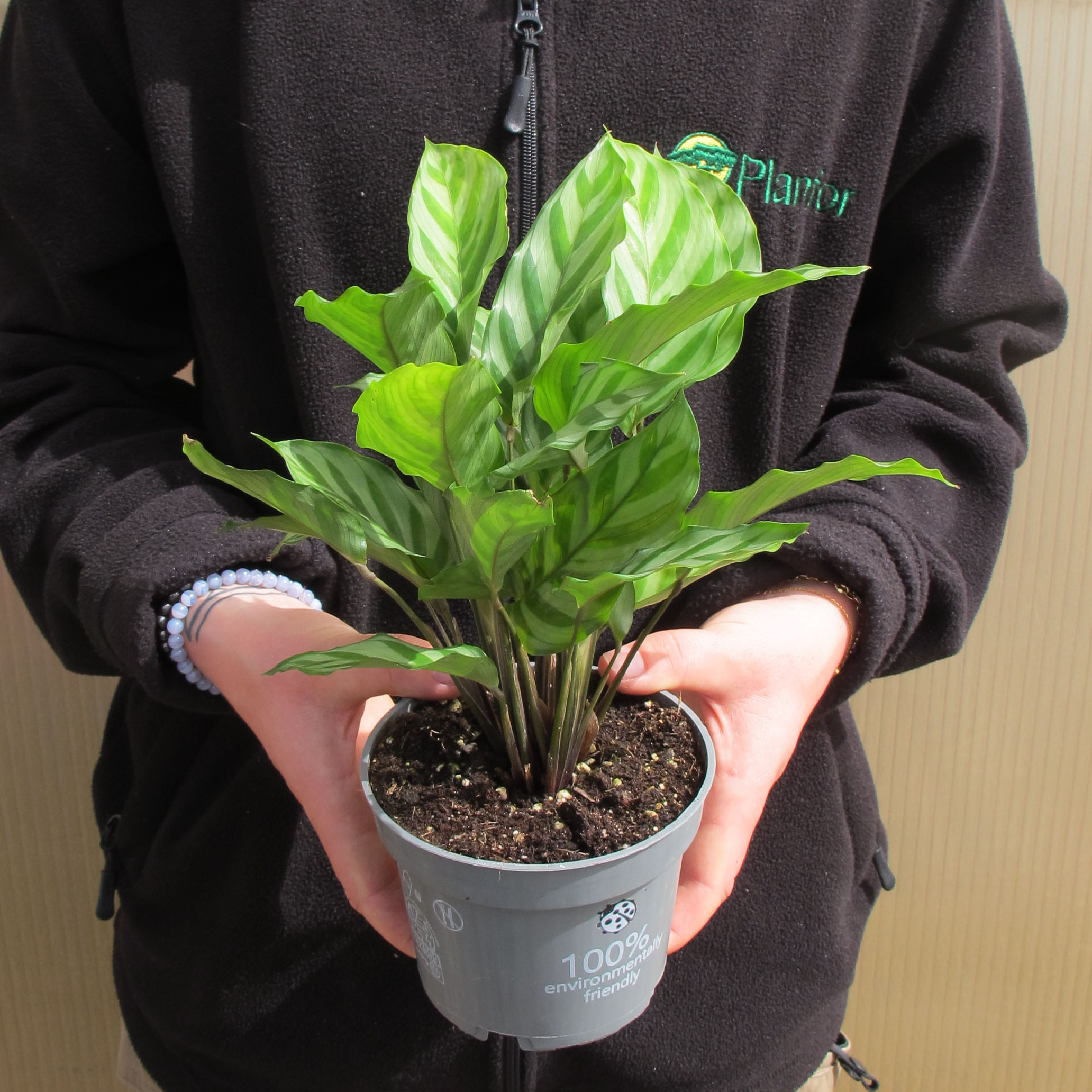 Calathea, follaje de cebra : venta Calathea, follaje de cebra / Calathea Z