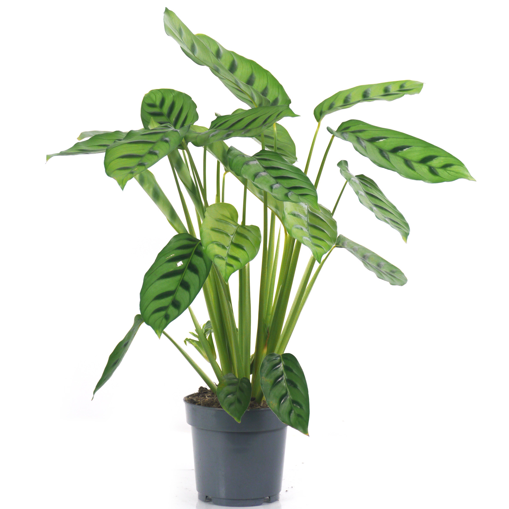 Calathea, follaje de cebra : venta Calathea, follaje de cebra / Calathea Z