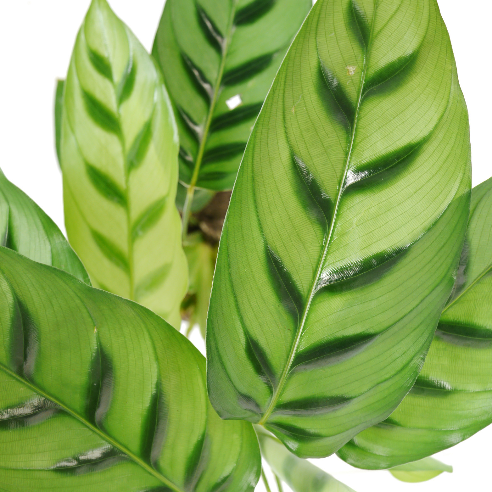 Calathea, follaje de cebra : venta Calathea, follaje de cebra / Calathea Z