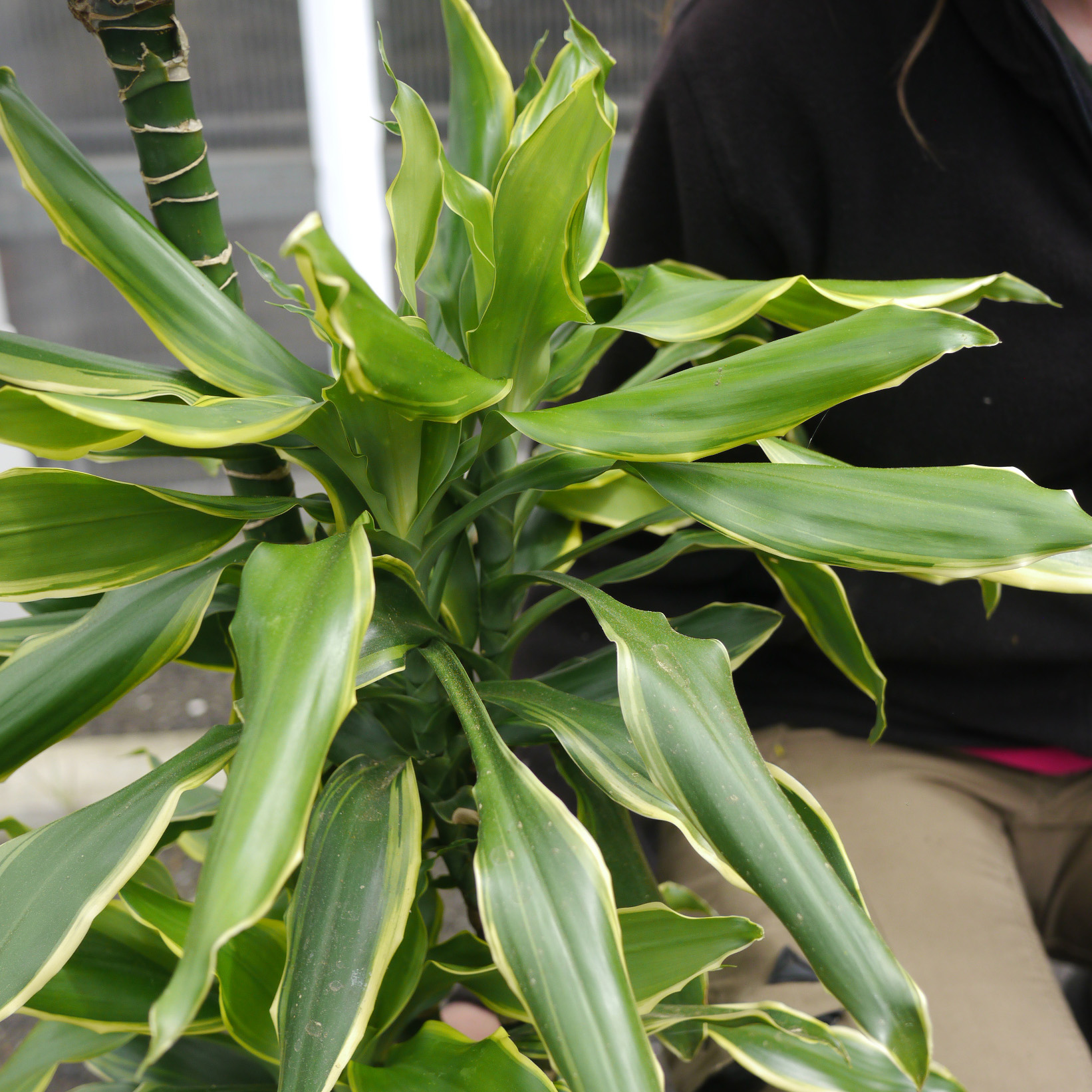 Dracaena fragrans, massangeana : venta Dracaena fragrans, massangeana ...