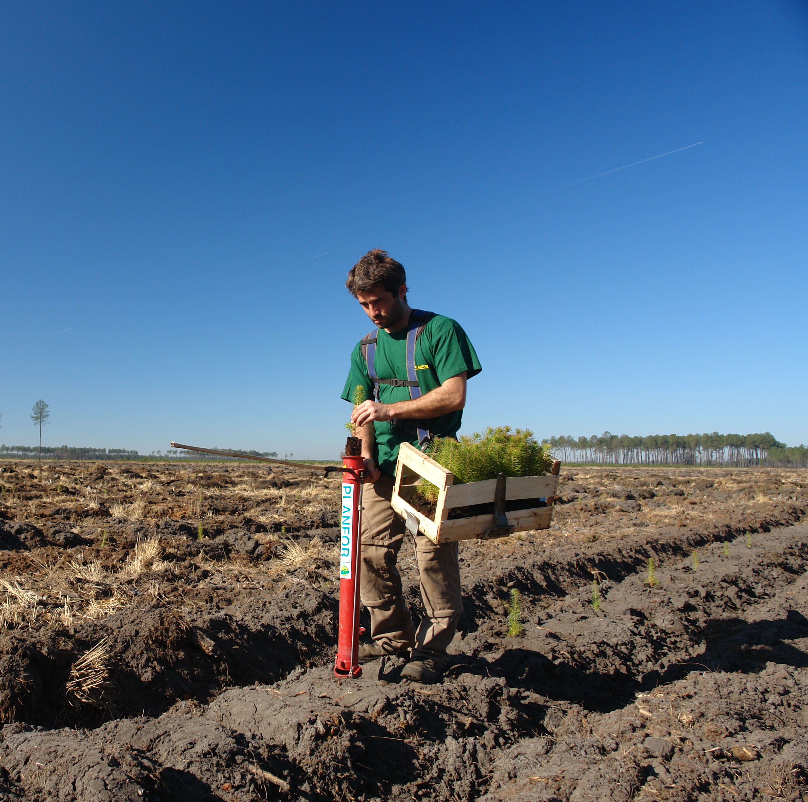 Pino marítimo : venta Pino marítimo / Pinus pinaster