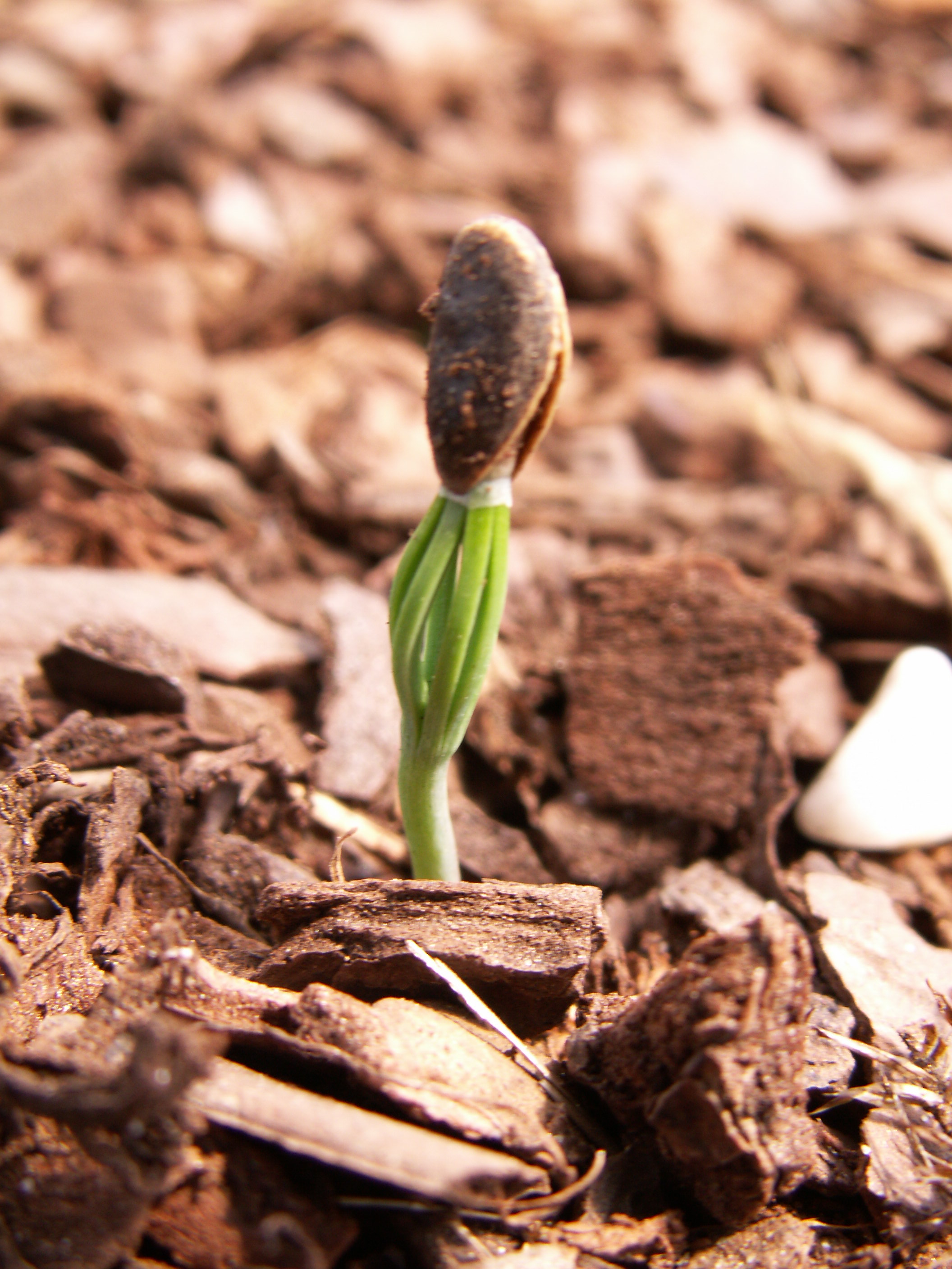 Pino marítimo : venta Pino marítimo / Pinus pinaster