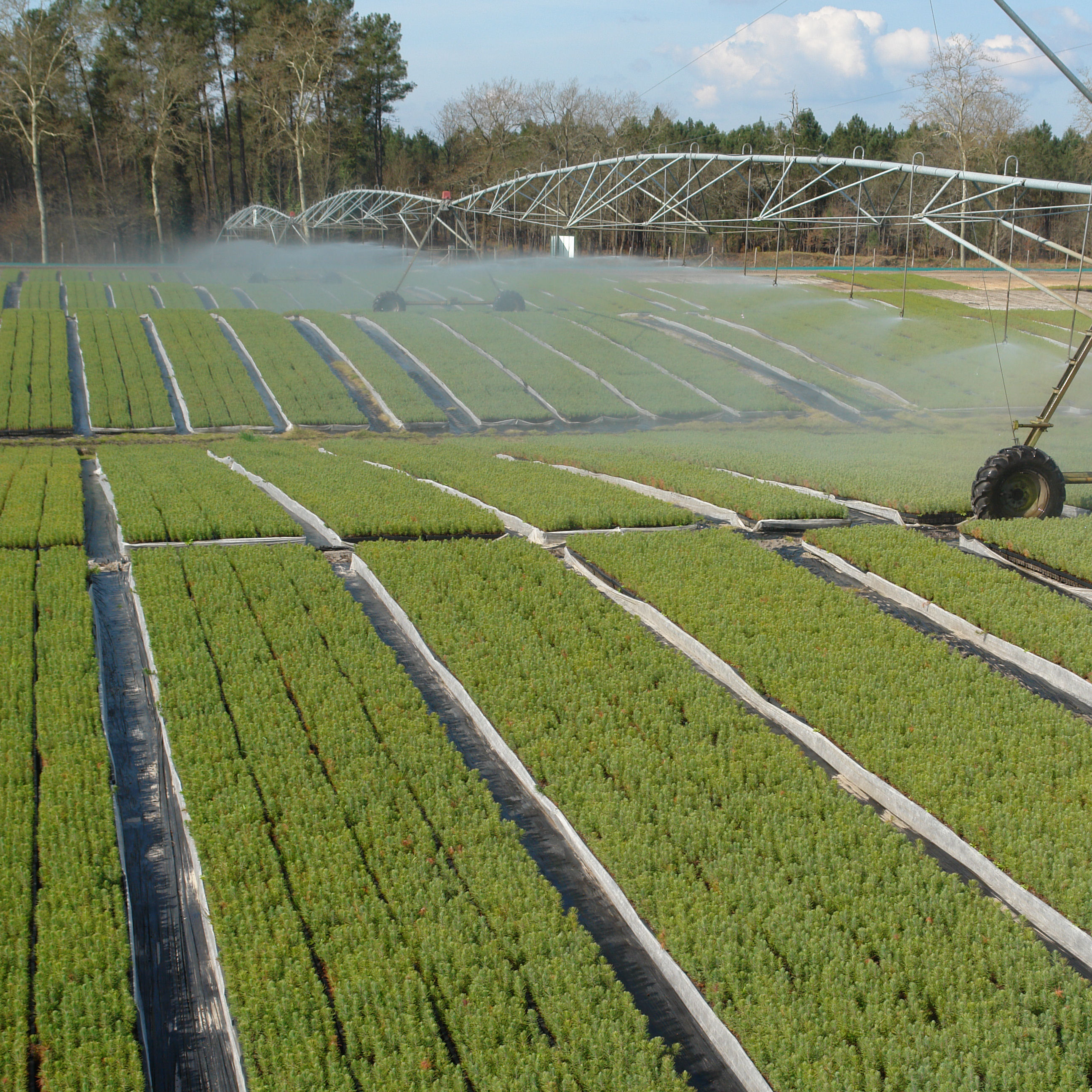 Pino marítimo : venta Pino marítimo / Pinus pinaster