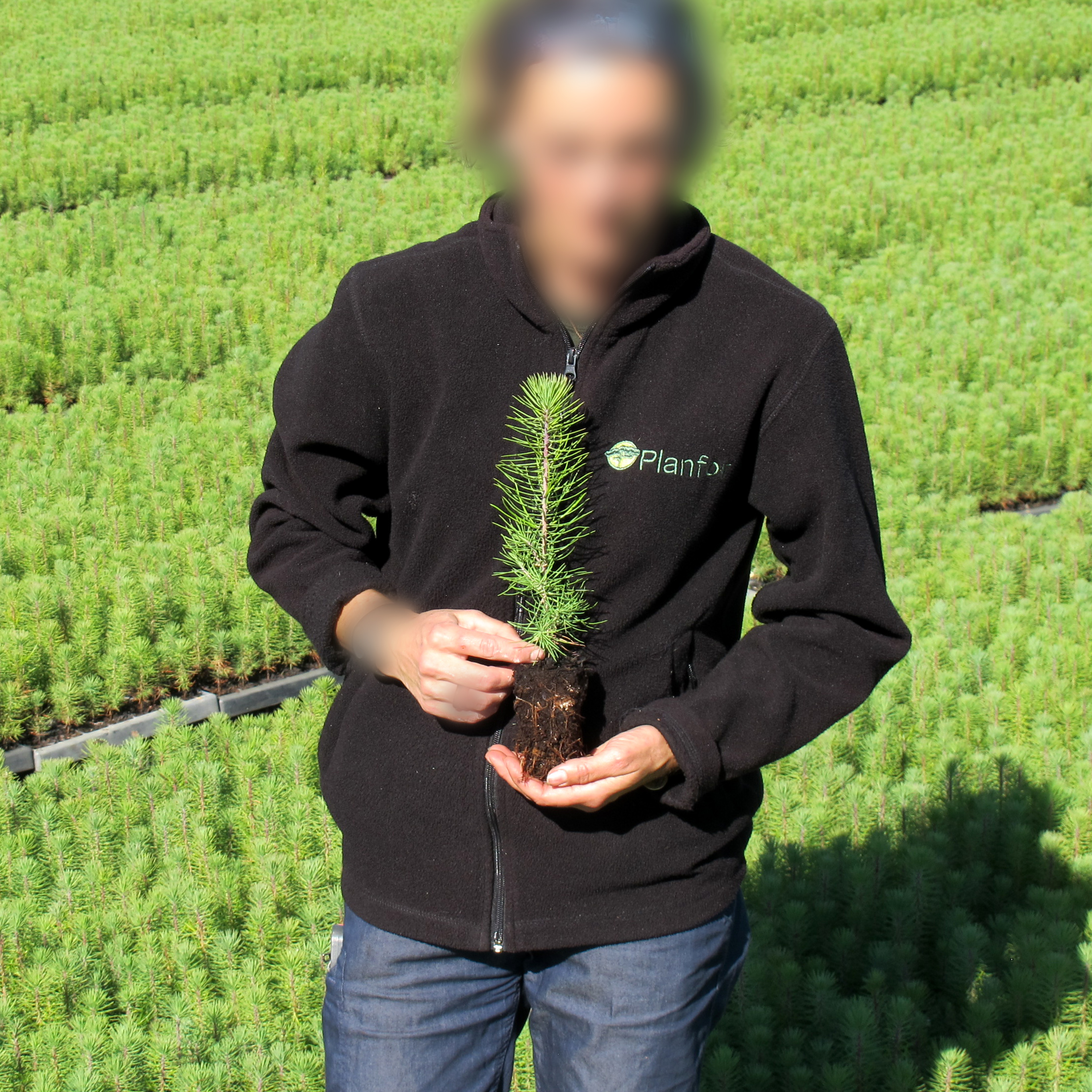 Pino marítimo : venta Pino marítimo / Pinus pinaster