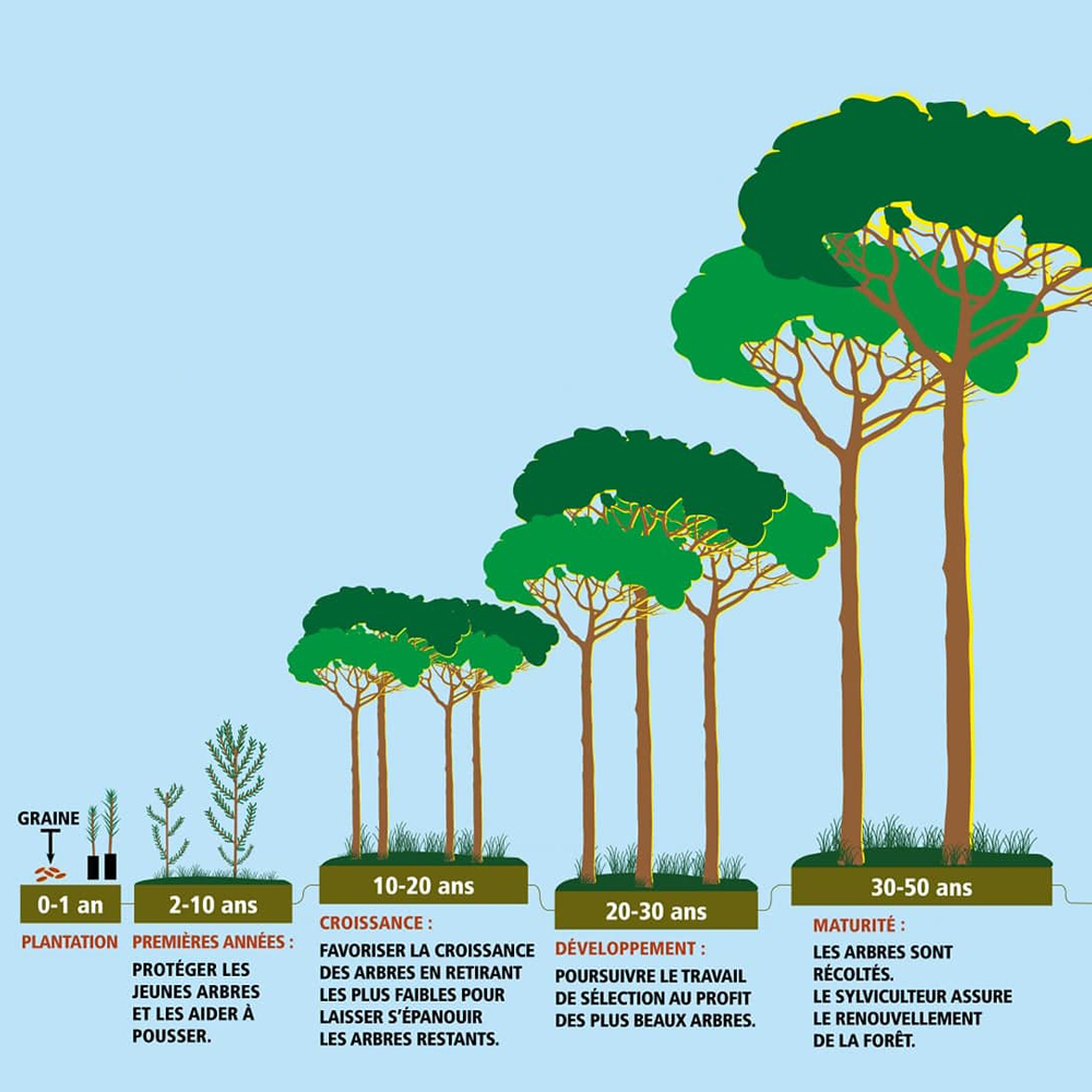 Pino marítimo : venta Pino marítimo / Pinus pinaster