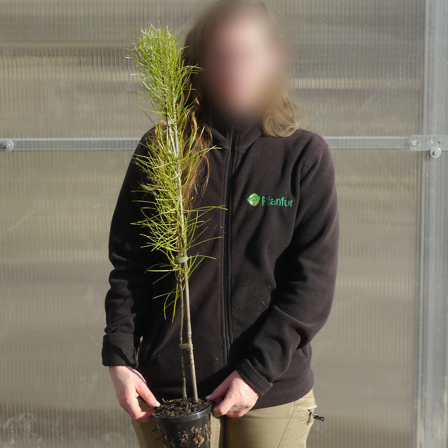 Pino marítimo : venta Pino marítimo / Pinus pinaster