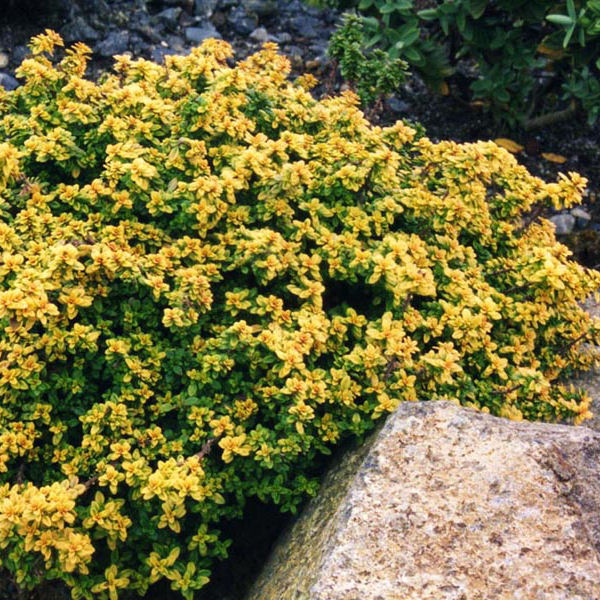 Tomillo limonero dorado : venta Tomillo limonero dorado / Thymus ...