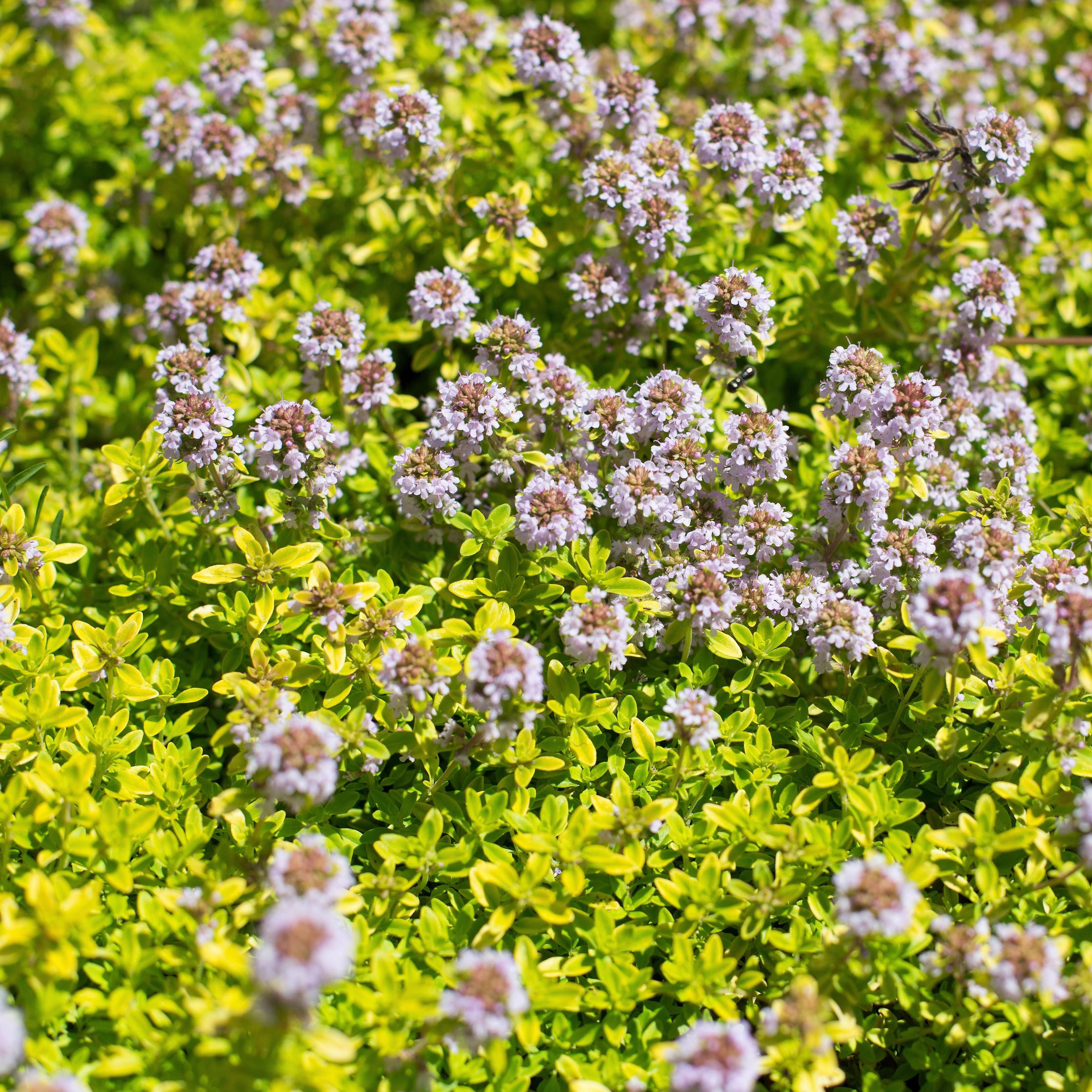 Tomillo limonero dorado : venta Tomillo limonero dorado / Thymus ...