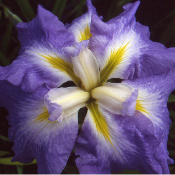 Iris japonés 'Ocean Mist' : venta Iris japonés 'Ocean Mist' / Iris ...