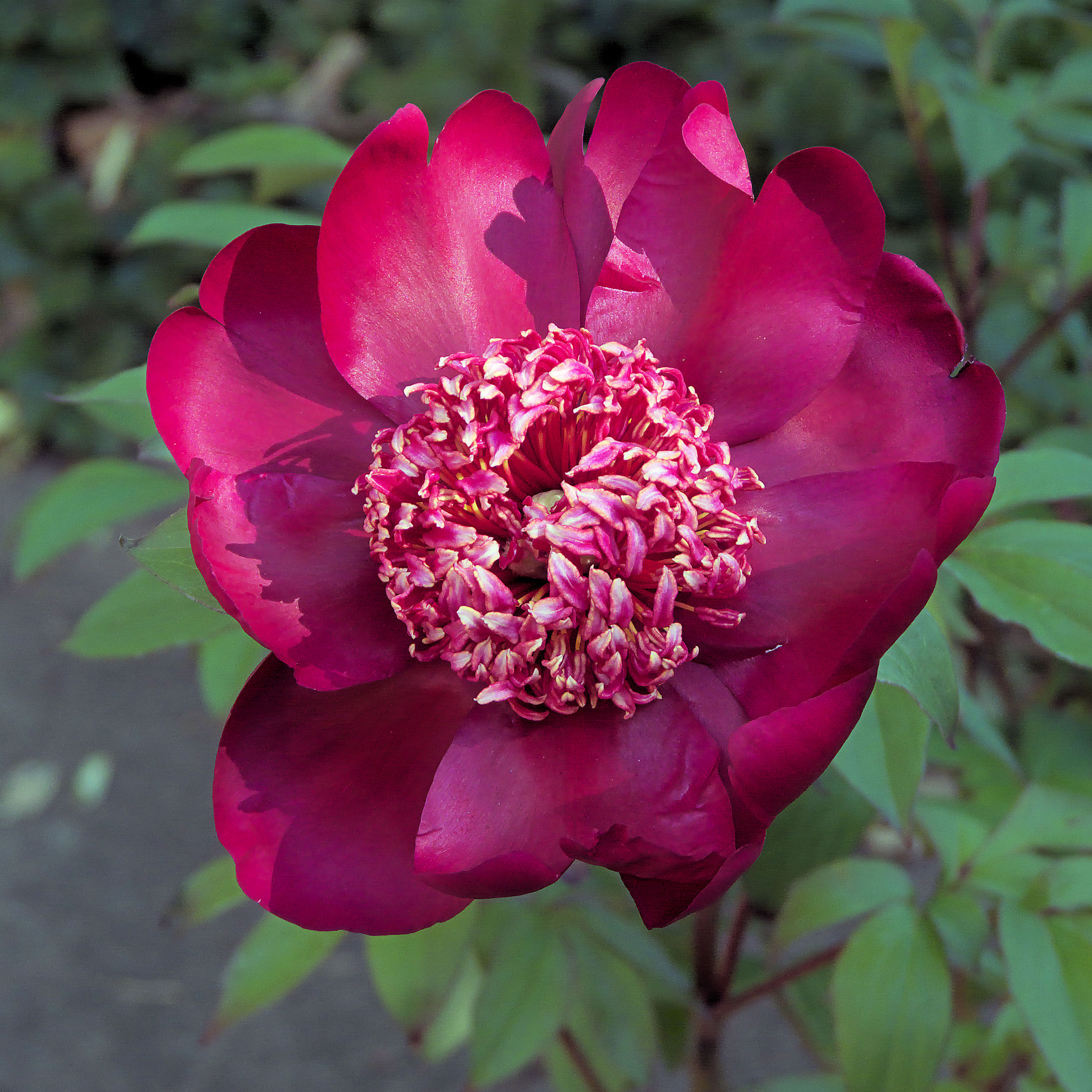 Peonía roja : venta Peonía roja / Paeonia lactiflora rubra