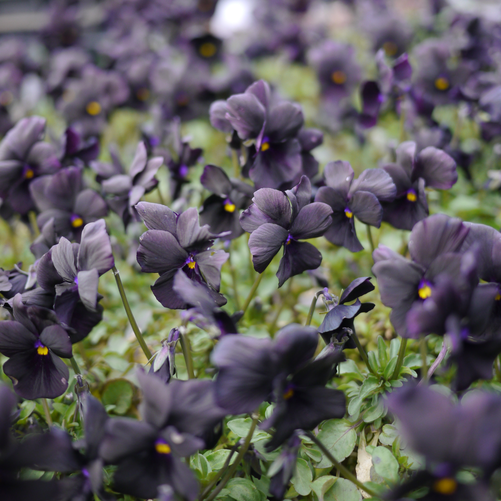 Violeta 'Molly Sanderson' : venta Violeta 'Molly Sanderson' / Viola ...