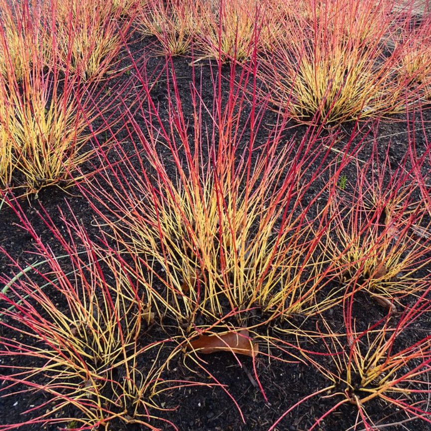 Cornejo sanguino 'Midwinter Fire' : venta Cornejo sanguino 'Midwinter ...