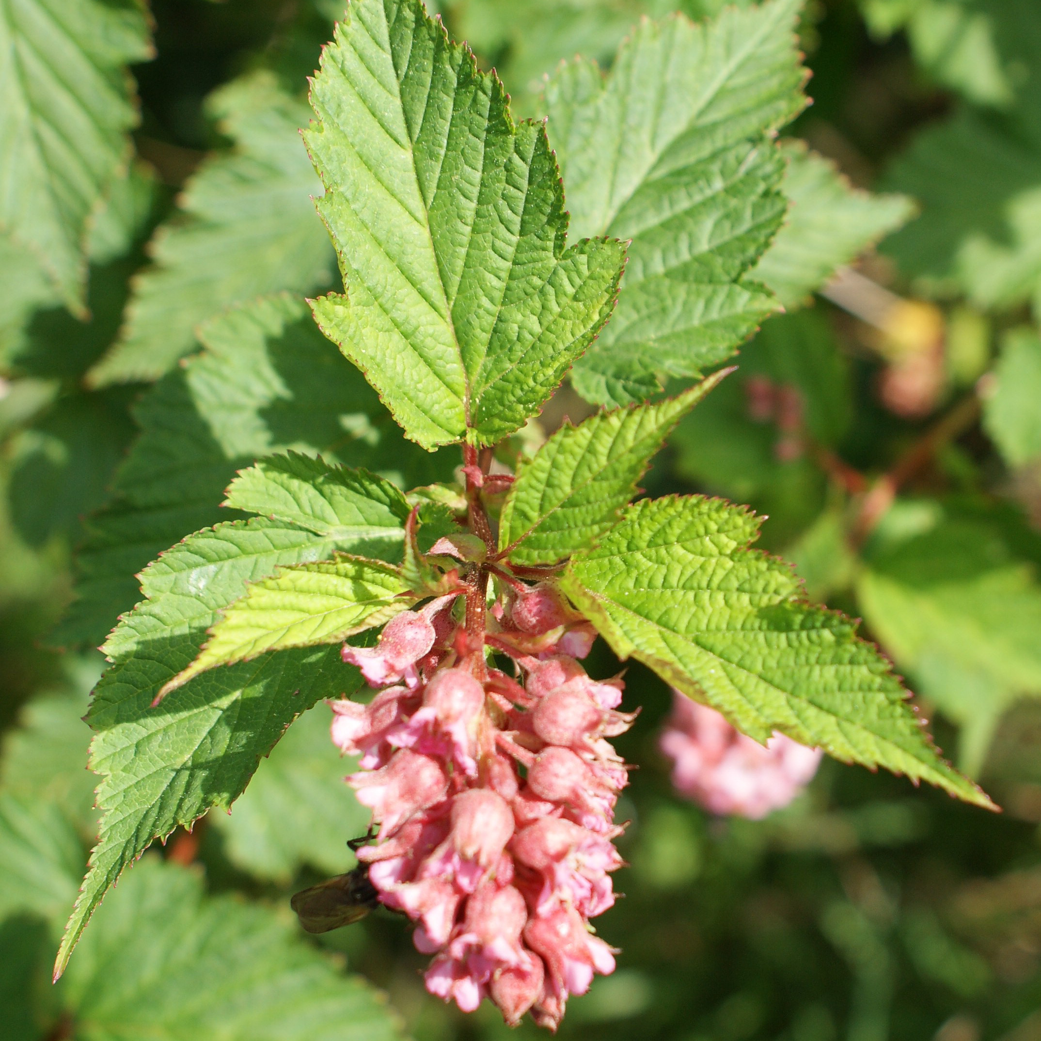 Neillia affinis : venta Neillia affinis / Neillia affinis