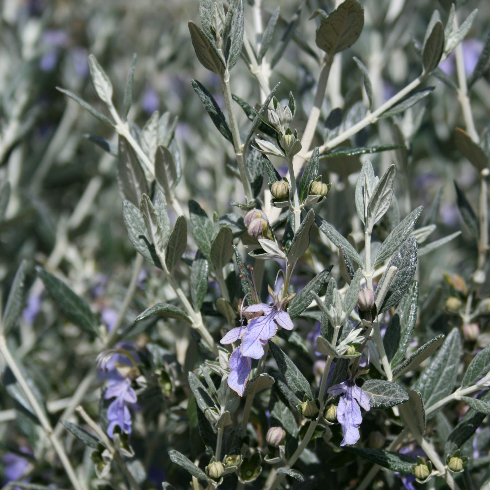 Teucrio, Olivillo, Salvia amarca : venta Teucrio, Olivillo, Salvia ...