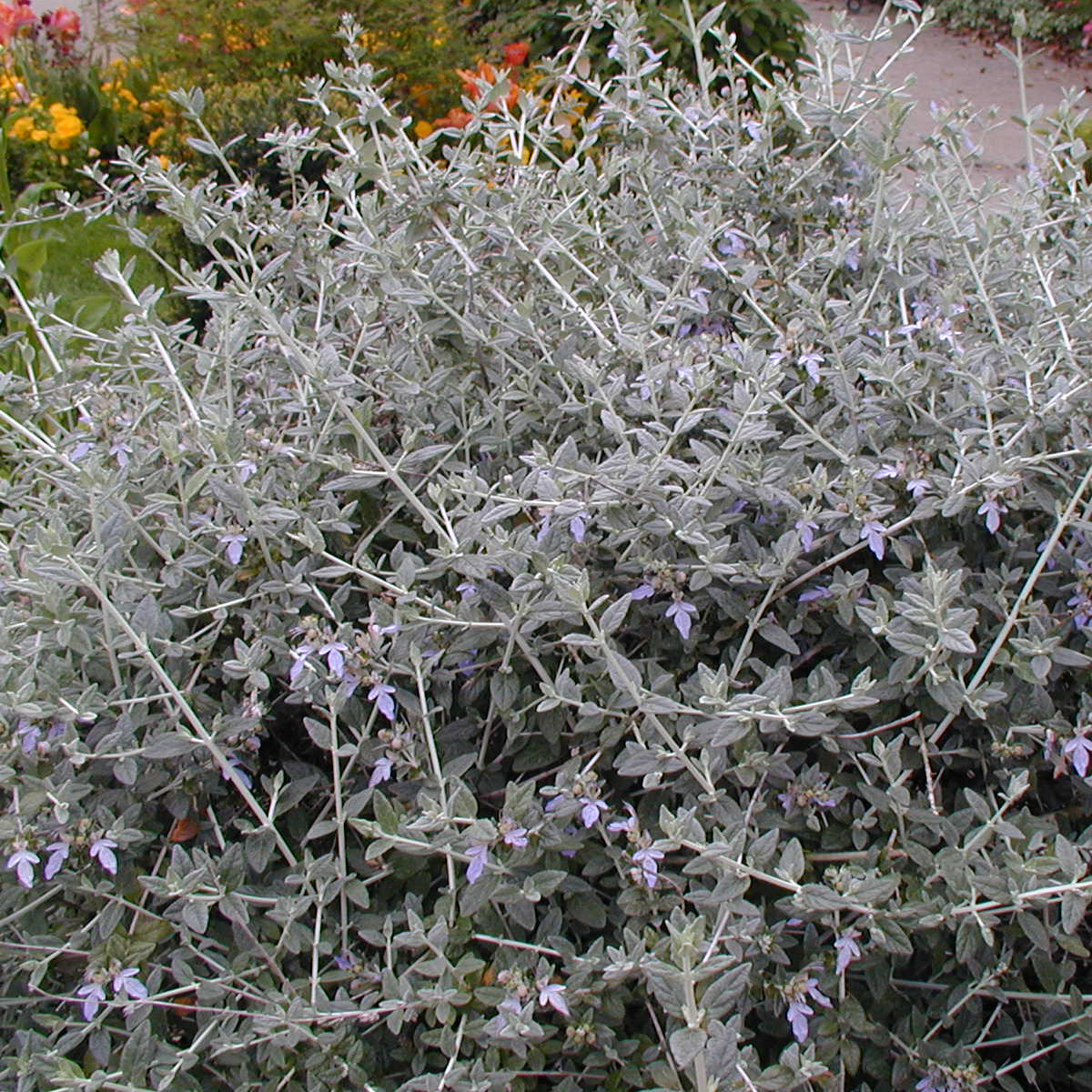 Teucrio, Olivillo, Salvia amarca : venta Teucrio, Olivillo, Salvia ...