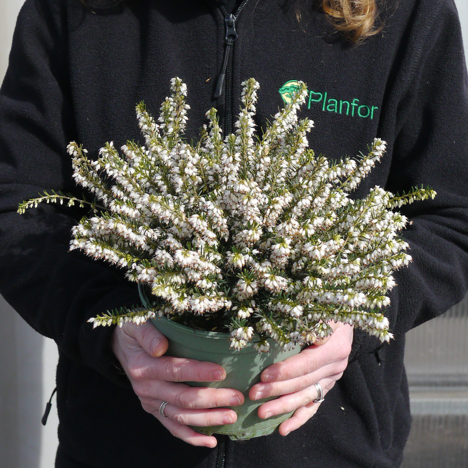 Brezo enano blanco : venta Brezo enano blanco / Erica x darleyensis alba