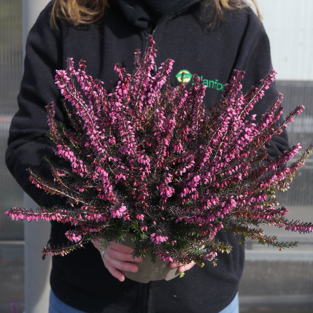 Brezo enano rojo : venta Brezo enano rojo / Erica x darleyensis rubra