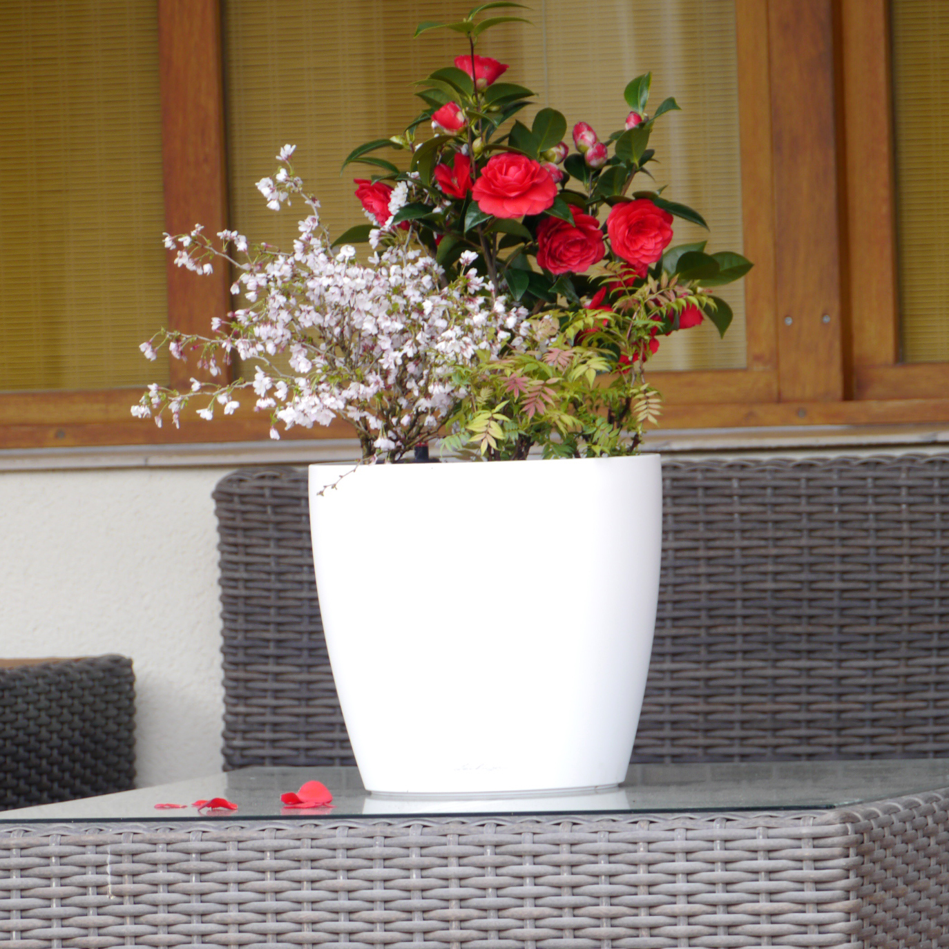 Jardinera de primavera 'Spring Red Cherry' : venta Jardinera de ...