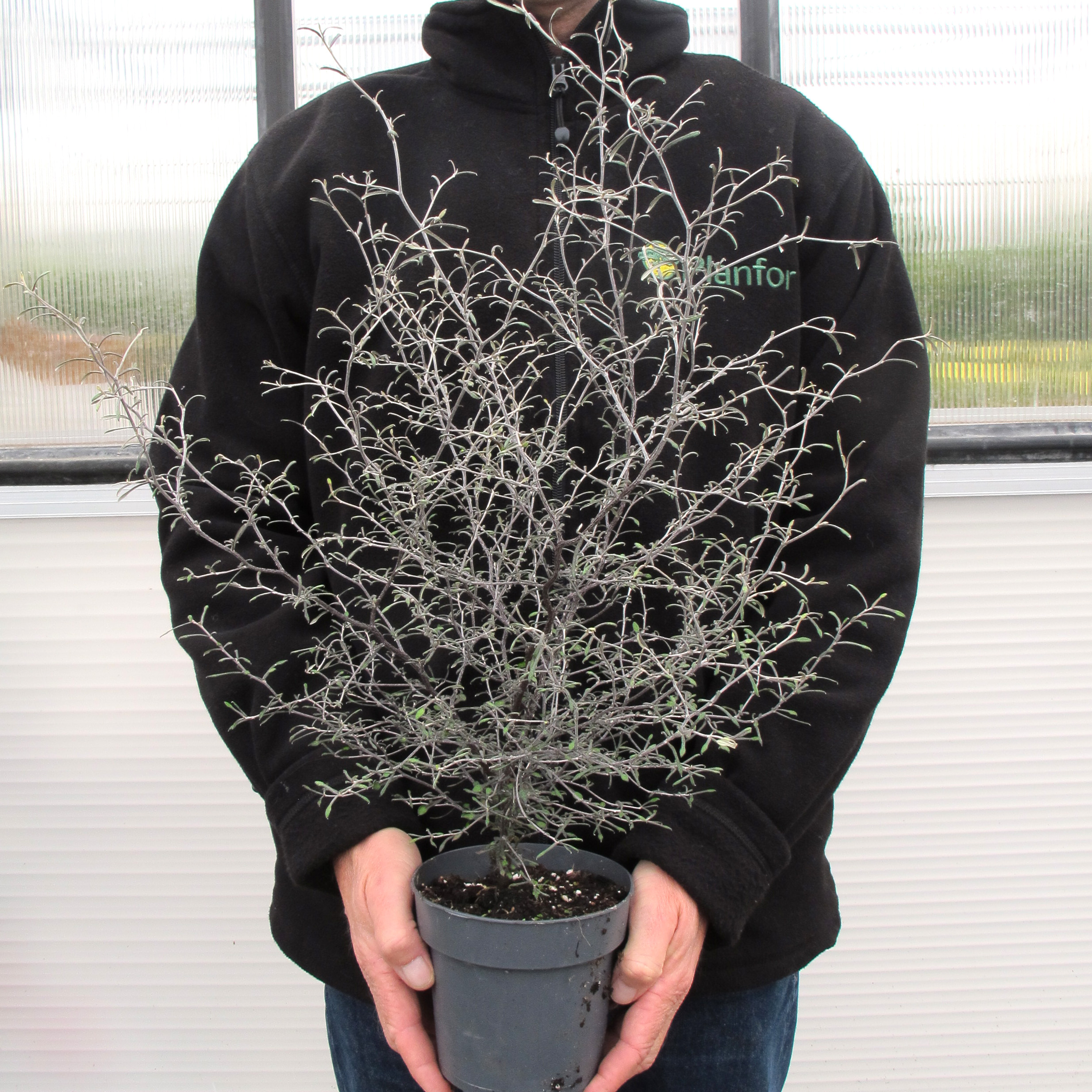 Corokia cotoneaster : venta Corokia cotoneaster / Corokia cotoneaster