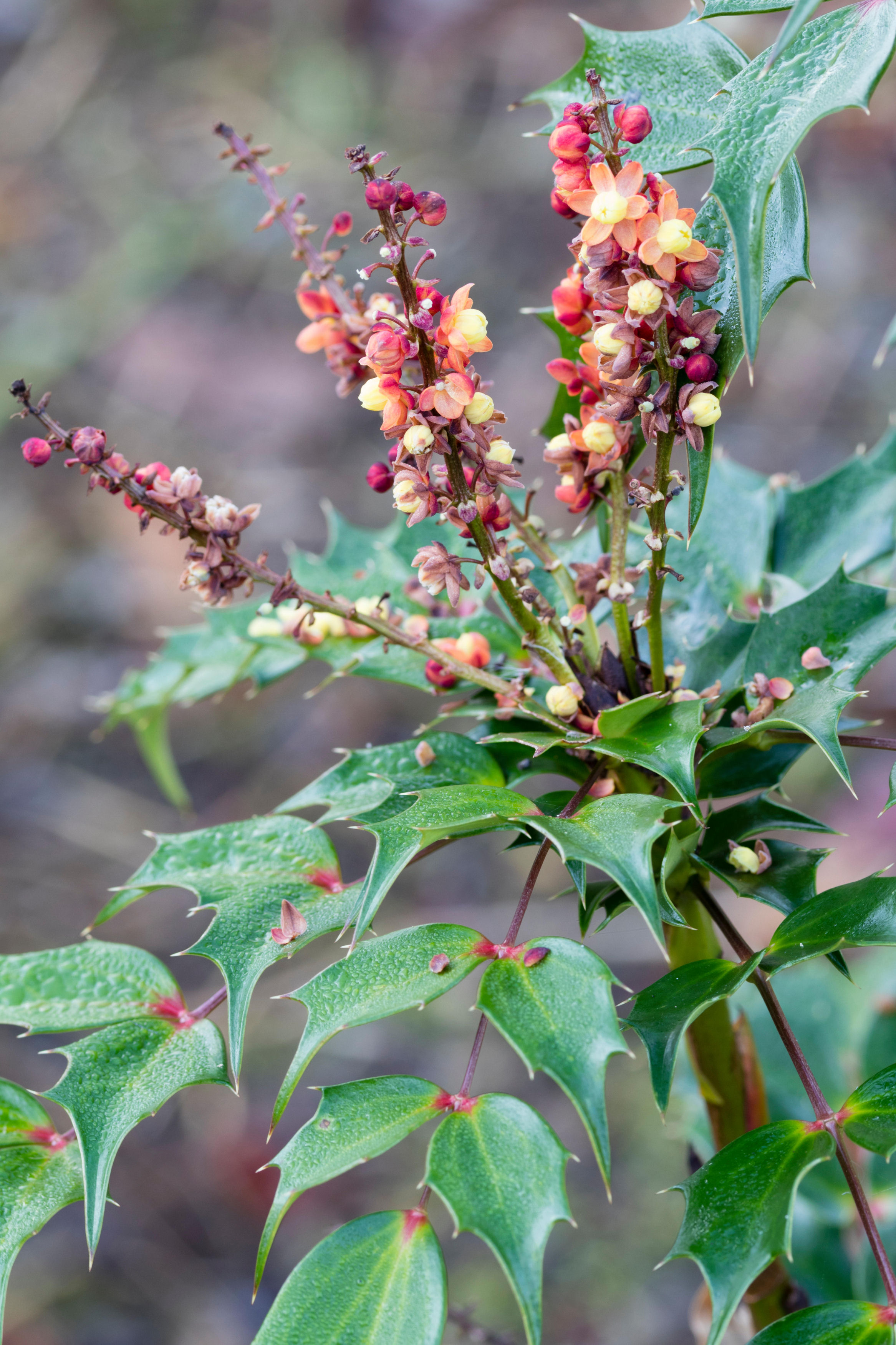 Mahonia 'Cabaret' : venta Mahonia 'Cabaret' / Mahonia 'Cabaret'