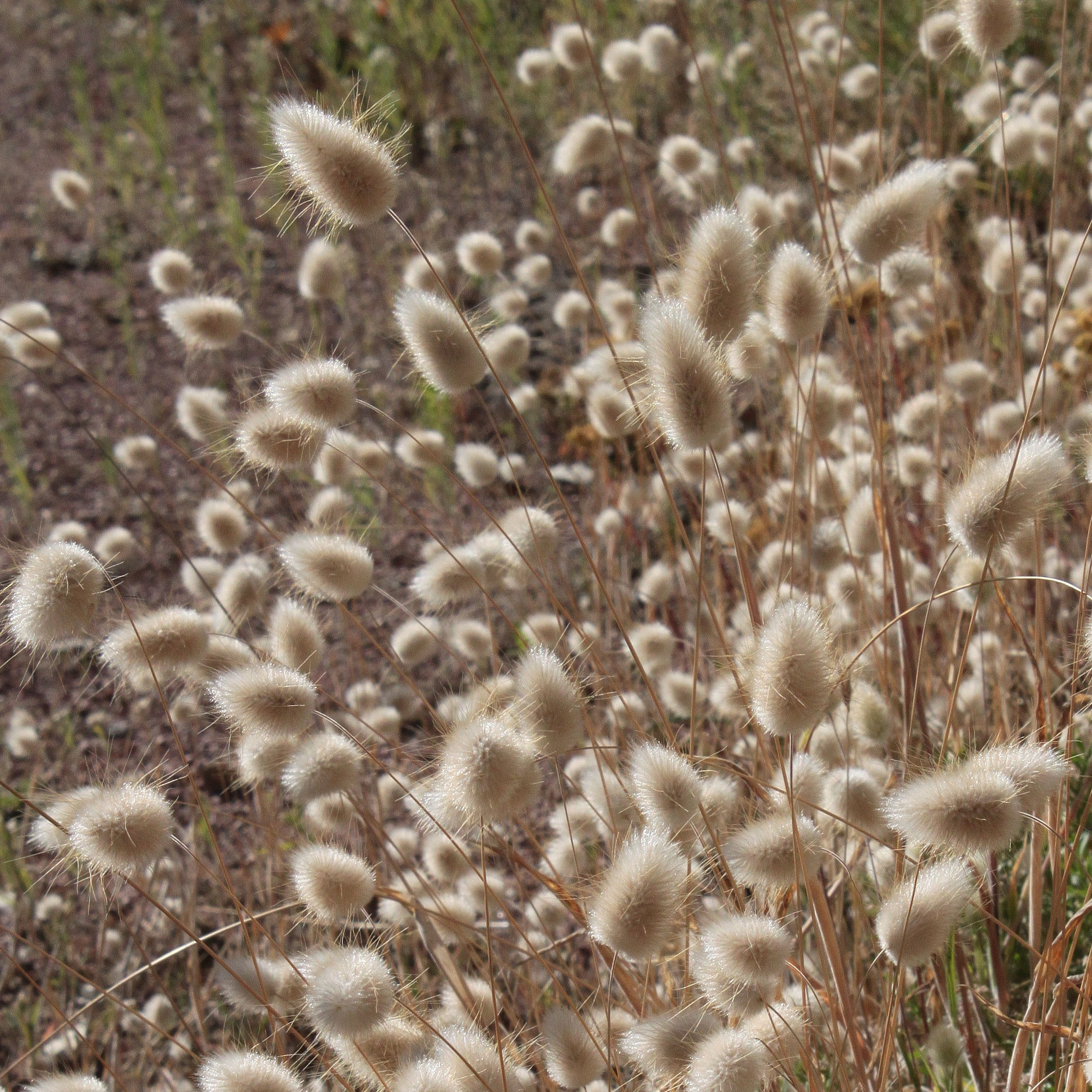 Cola de conejo : venta Cola de conejo / Lagurus ovatus
