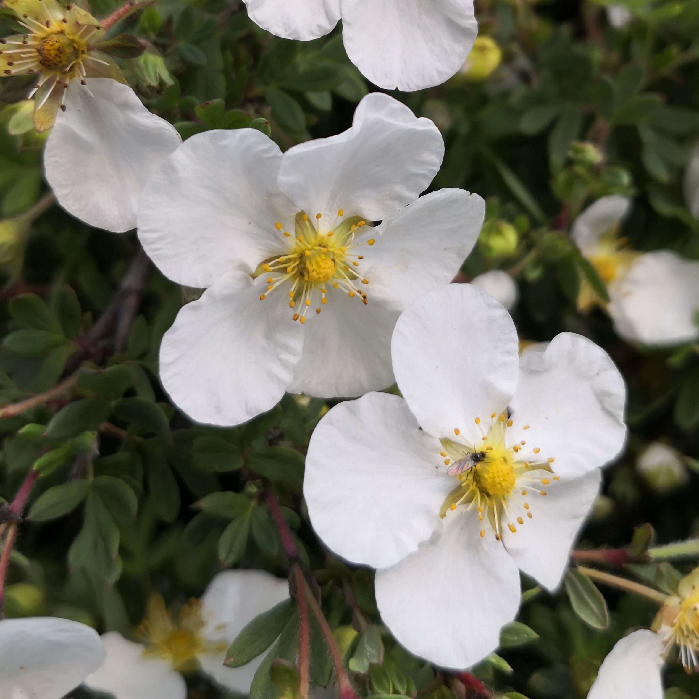 Potentilla Blanca : venta Potentilla Blanca / Potentilla fruticosa alba