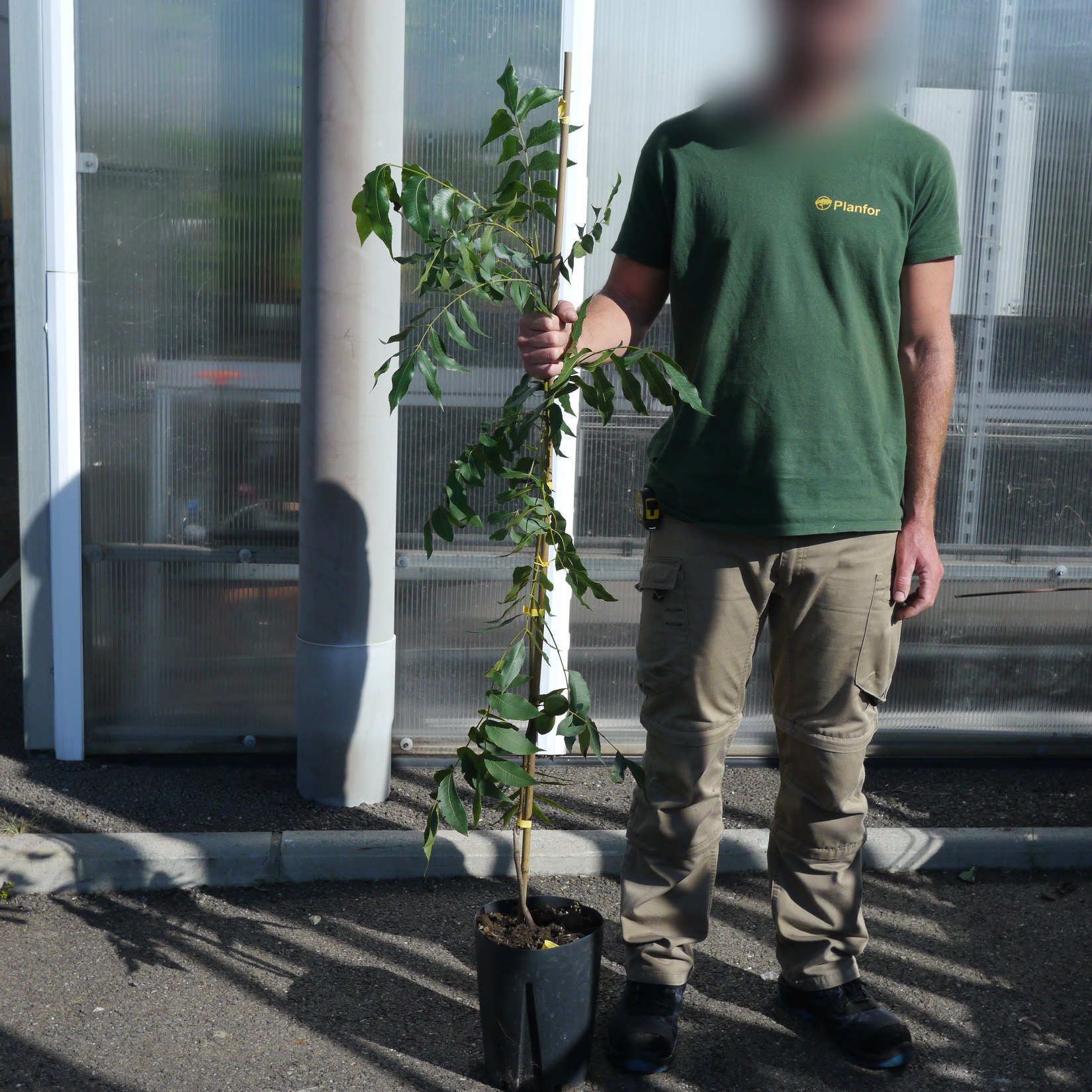 Nuez de pecan, Pacano : venta Nuez de pecan, Pacano / Carya illinoinensis