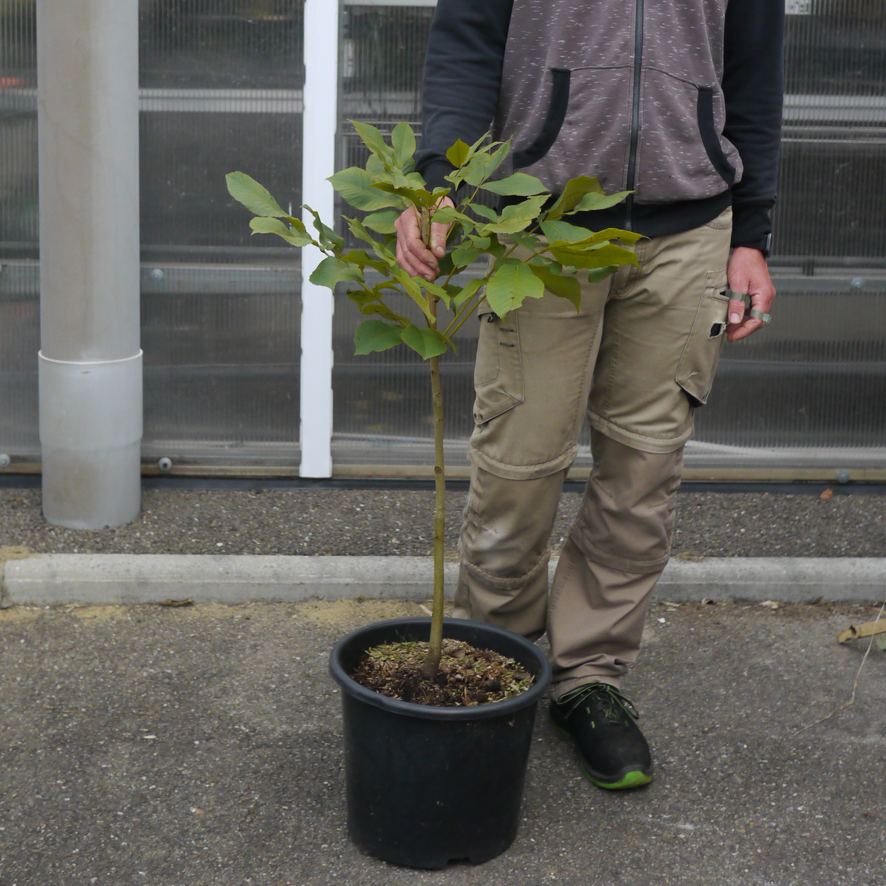 Nuez de pecan, Pacano : venta Nuez de pecan, Pacano / Carya illinoinensis