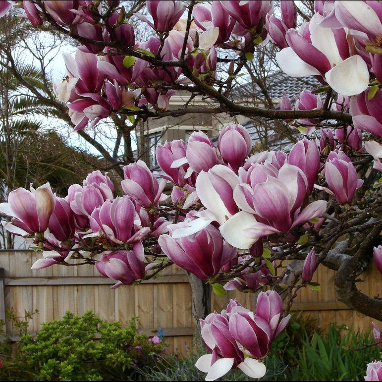 Magnolio caduco 'Rustica Rubra' : venta Magnolio caduco 'Rustica Rubra ...