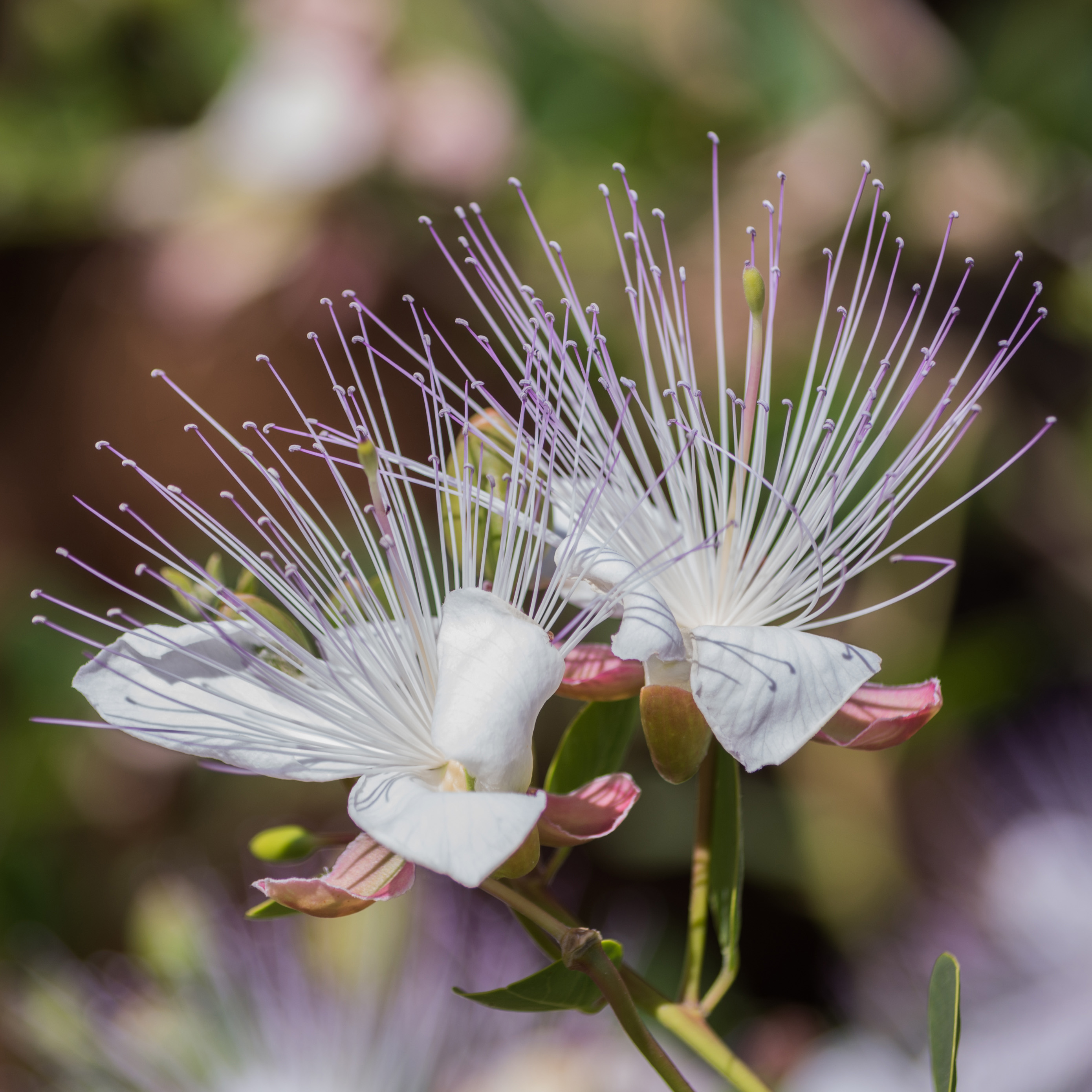 Alcaparra : venta Alcaparra / Capparis spinosa