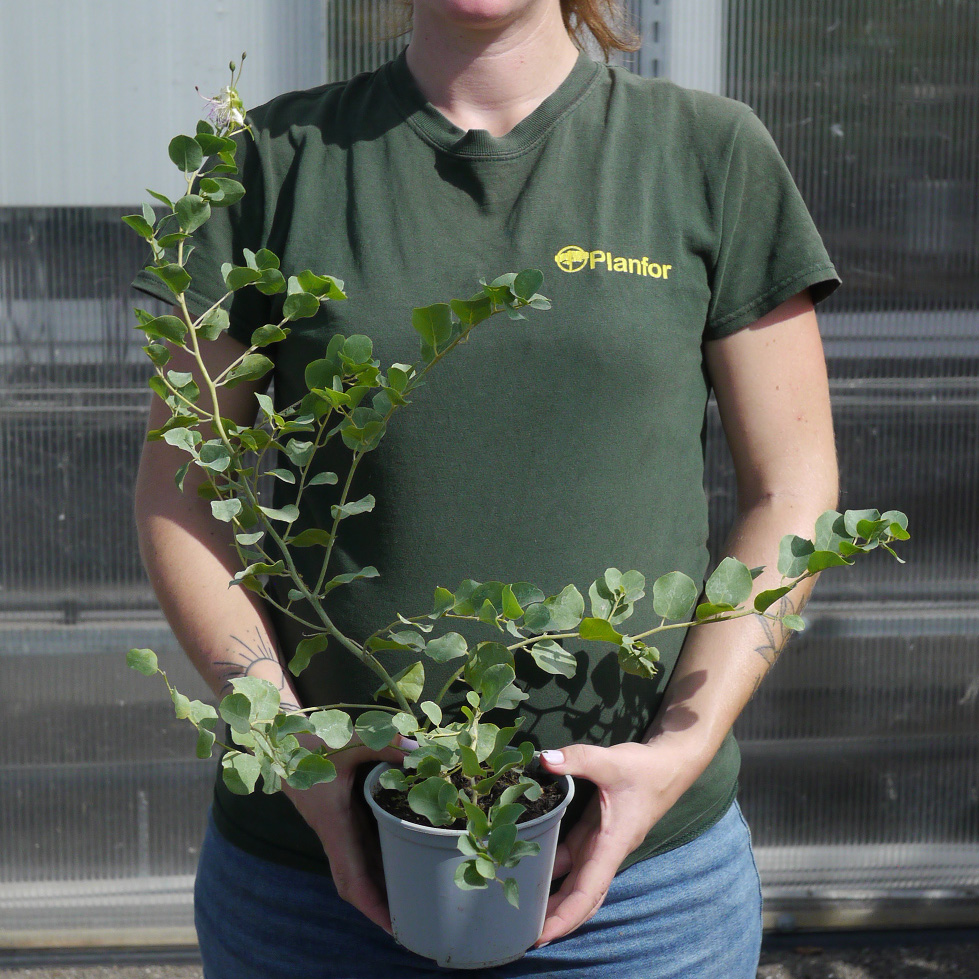 Alcaparra : venta Alcaparra / Capparis spinosa
