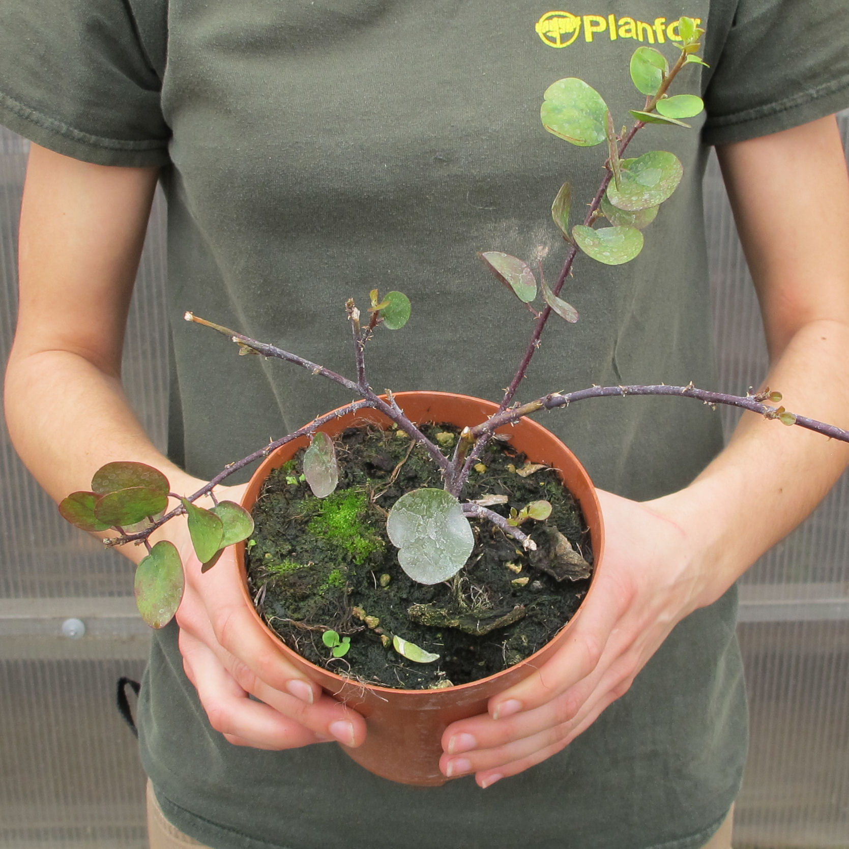 Alcaparra : venta Alcaparra / Capparis spinosa