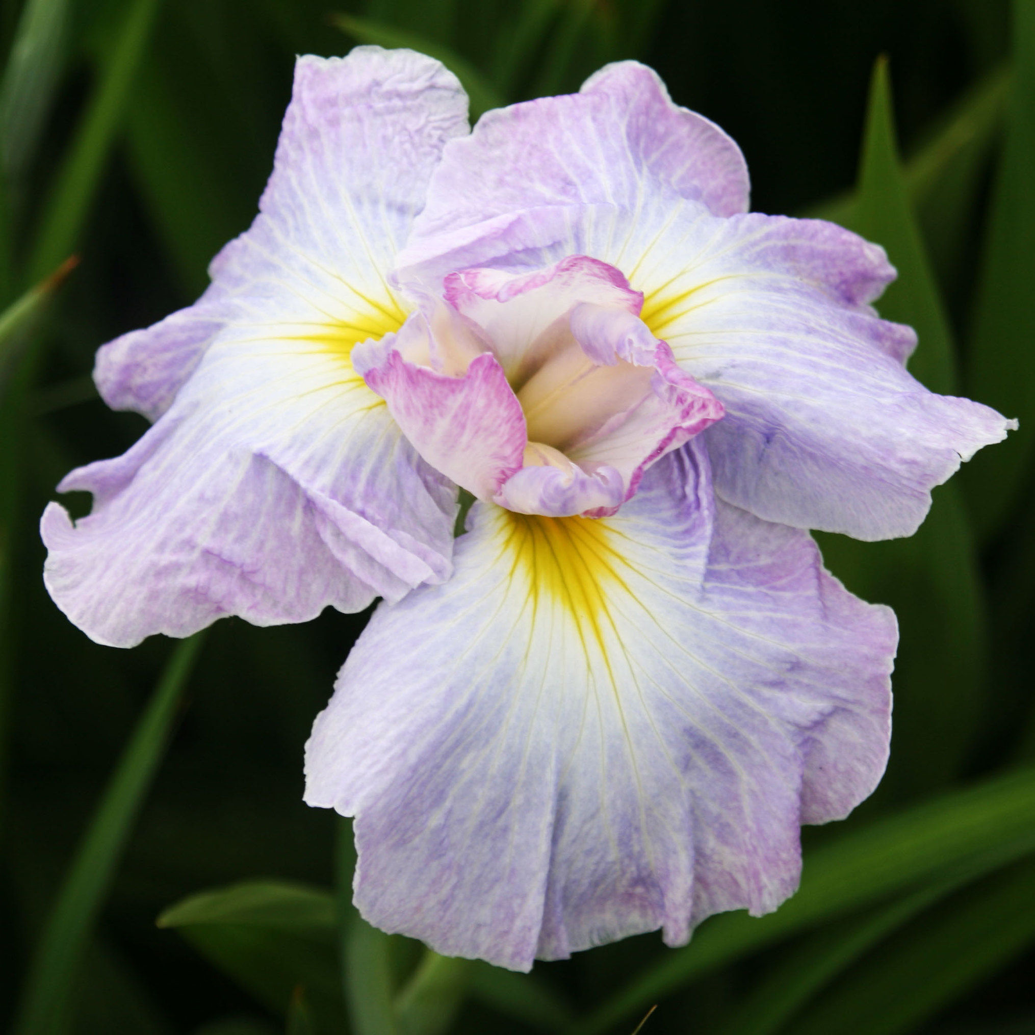 Iris japonés 'Lady in Waiting' : venta Iris japonés 'Lady in Waiting' / Iris ensata Lady in Waiting
