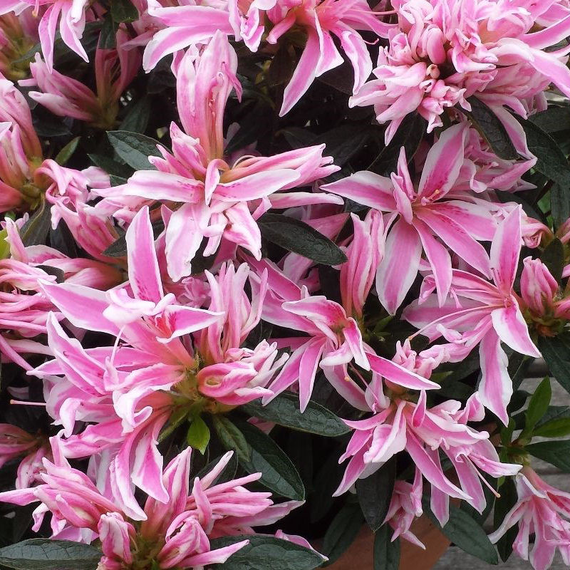 Azalea japonesa 'Pink Spider' : venta Azalea japonesa 'Pink Spider ...