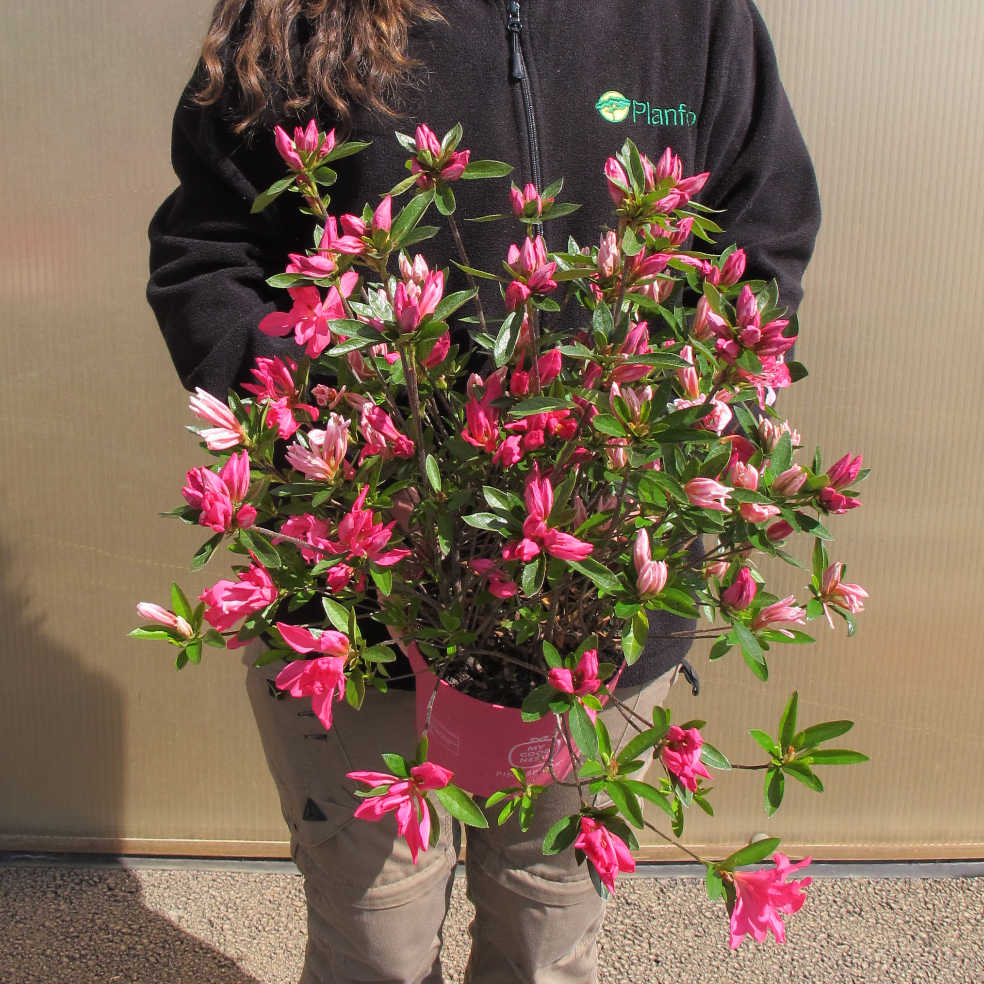 Azalea japonesa 'Pink Spider' : venta Azalea japonesa 'Pink Spider ...